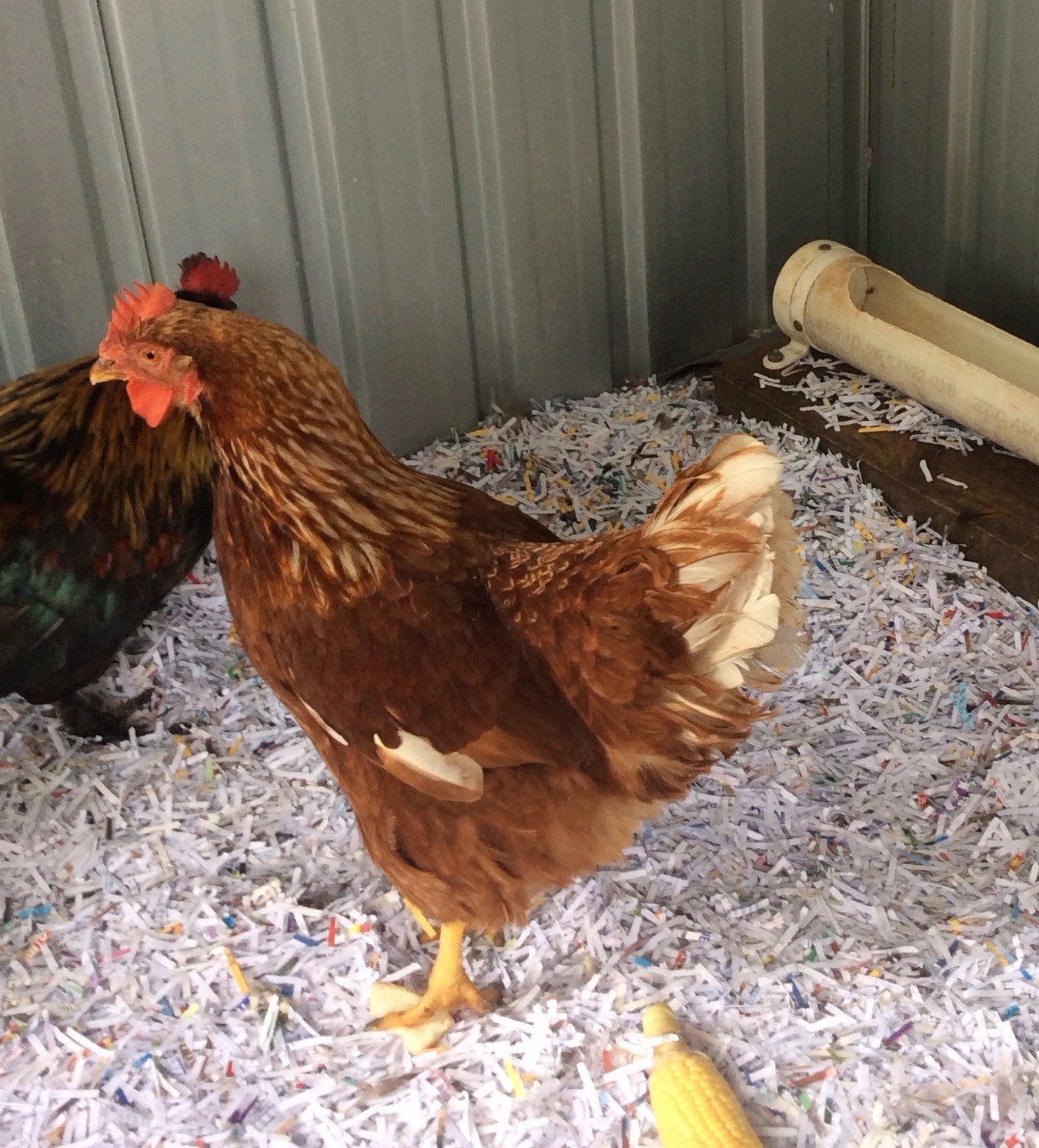 Tracie - Female Chicken Isa Brown Mix Fowl in QLD - PetRescue