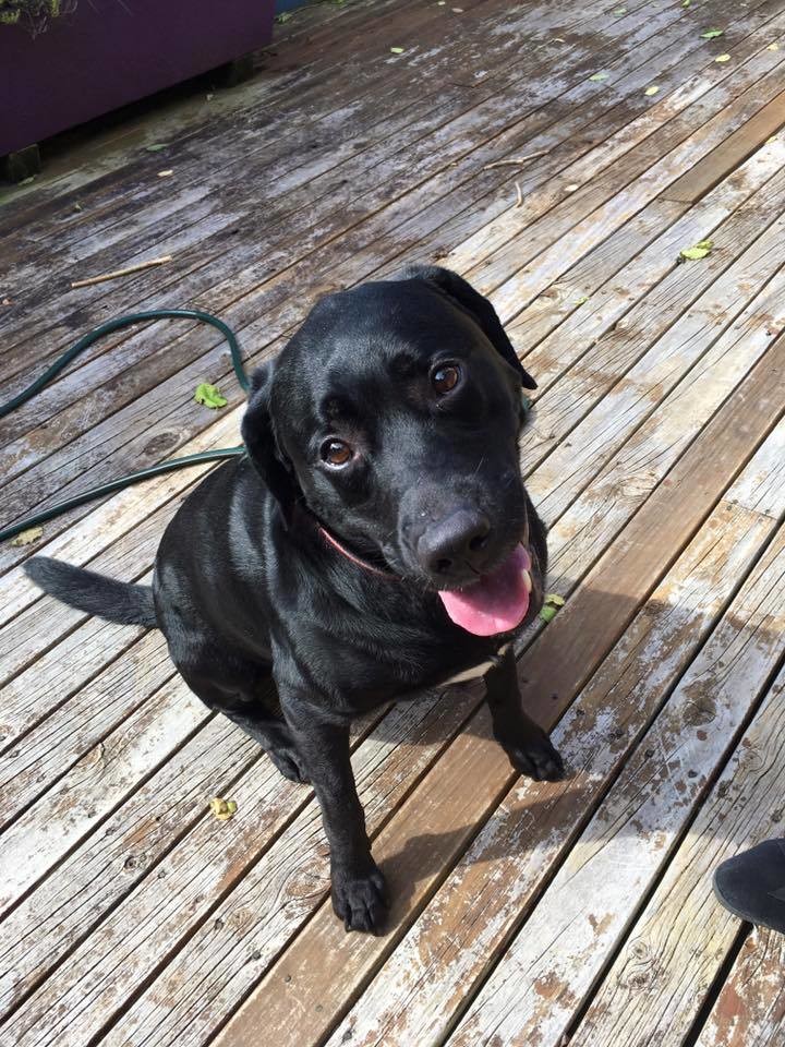 Zac - Medium Male Labrador Mix Dog in NSW - PetRescue