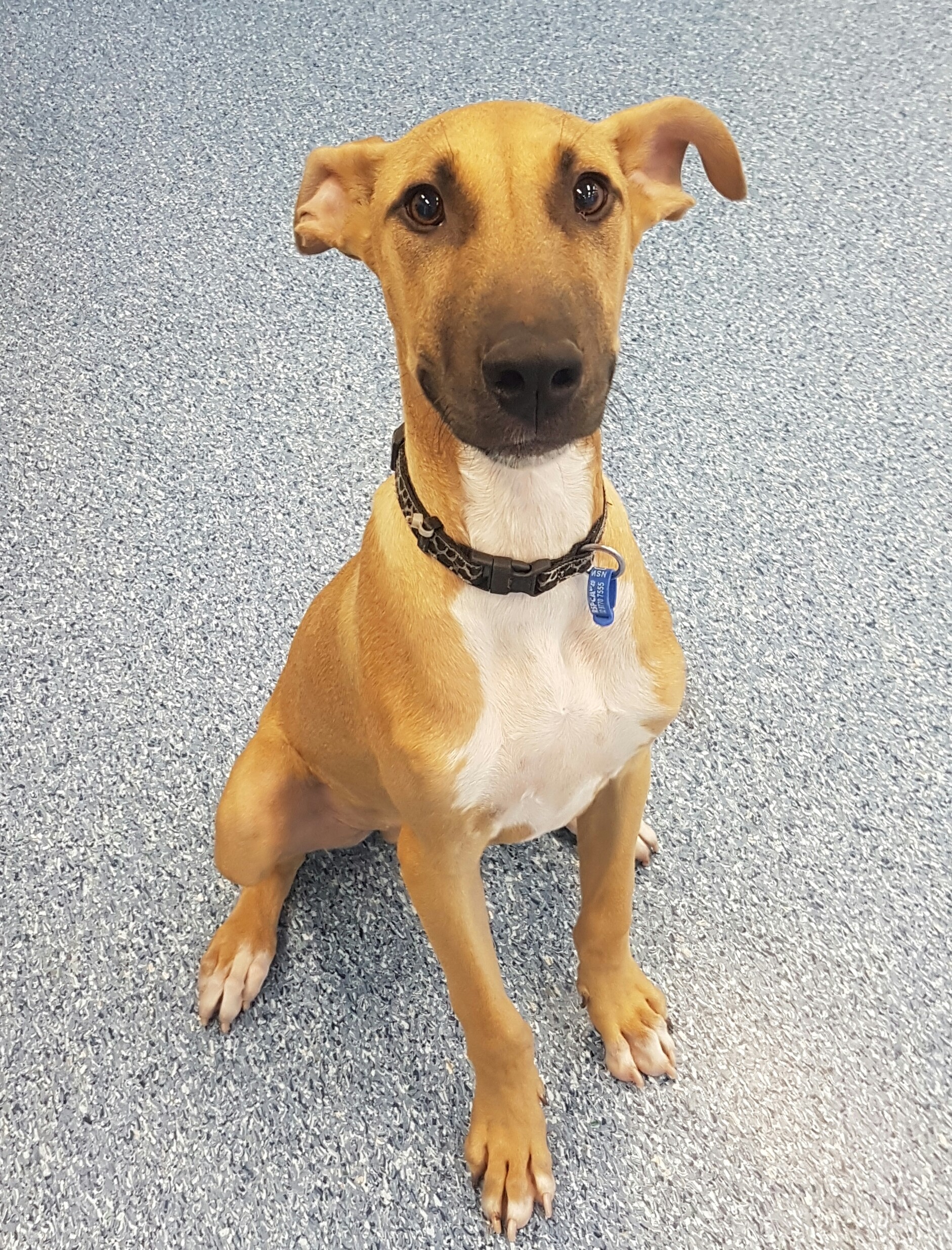 Enzo - Medium Male Bull Terrier x Mastiff Mix Dog in NSW - PetRescue