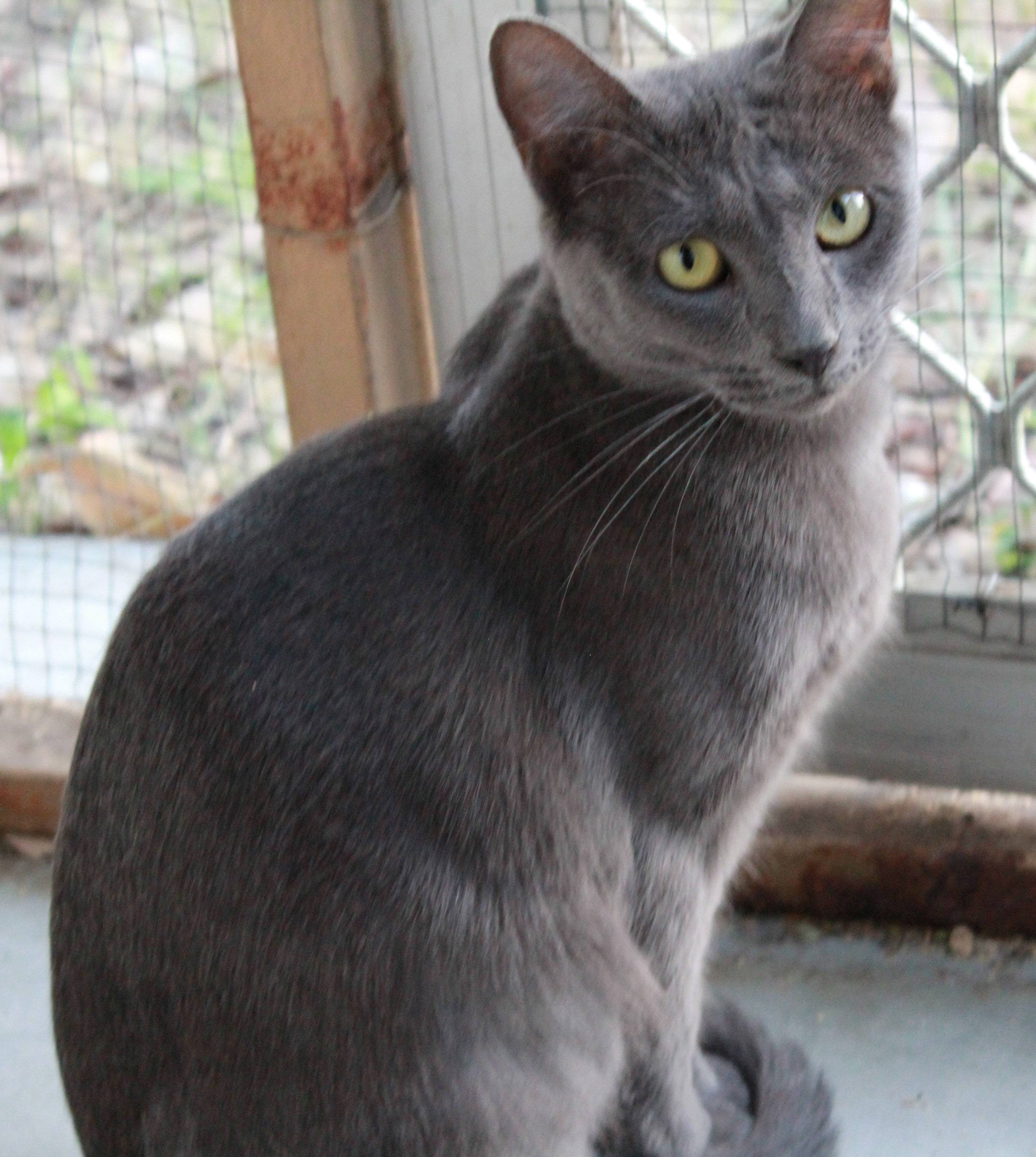 cleo - Female Burmese Mix Cat in QLD - PetRescue