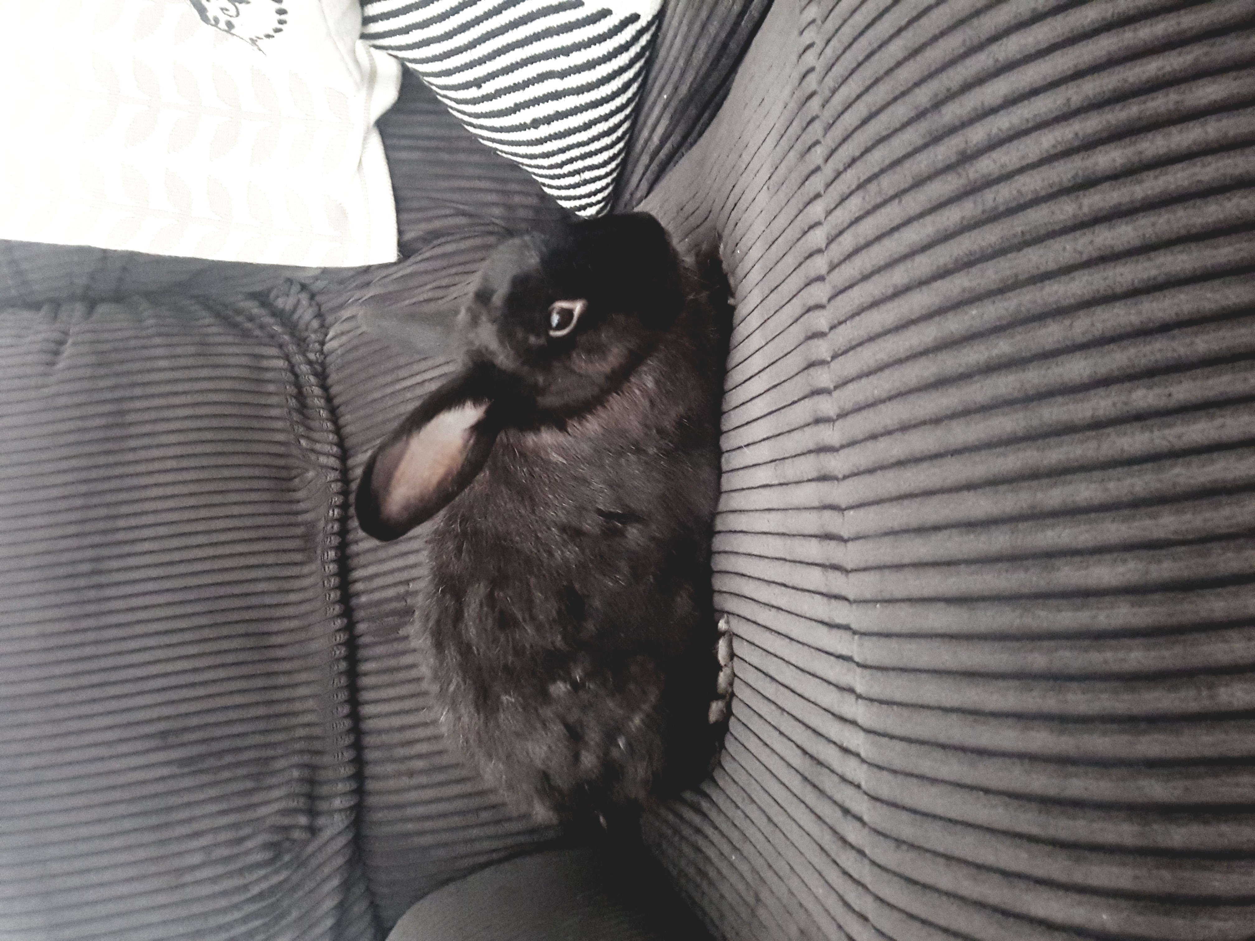 Arjah - Male Flemish Giant Mix Rabbit in NSW - PetRescue