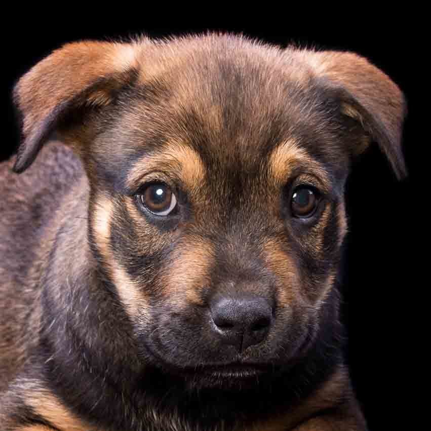 Tom (ED0095) - Large Male Kelpie x Rottweiler Mix Dog in WA - PetRescue