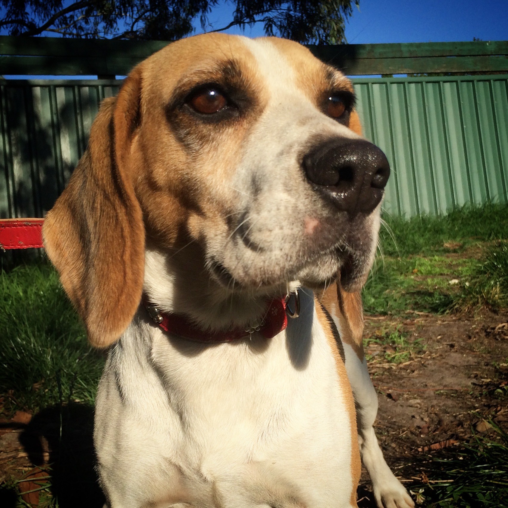 Gigi - Medium Female Beagle Dog in VIC - PetRescue