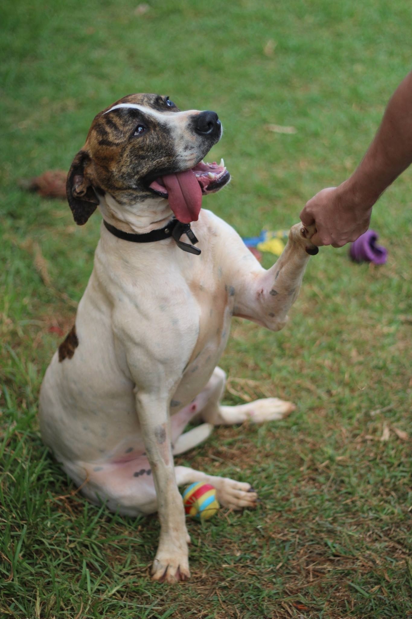 Django - Large Male Bull Arab Dog in QLD - PetRescue