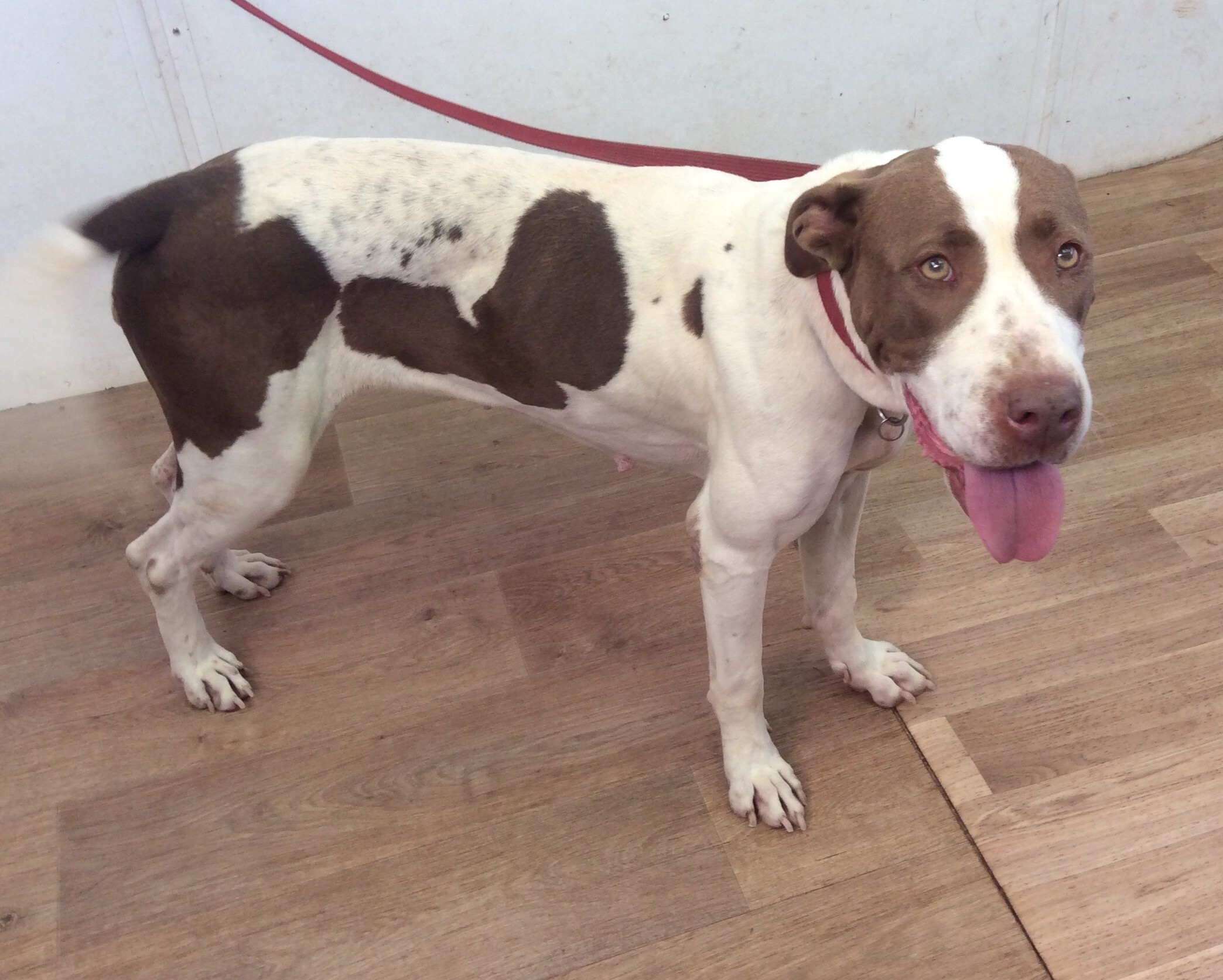Cheshire - Large Female Bull Arab Mix Dog in QLD - PetRescue