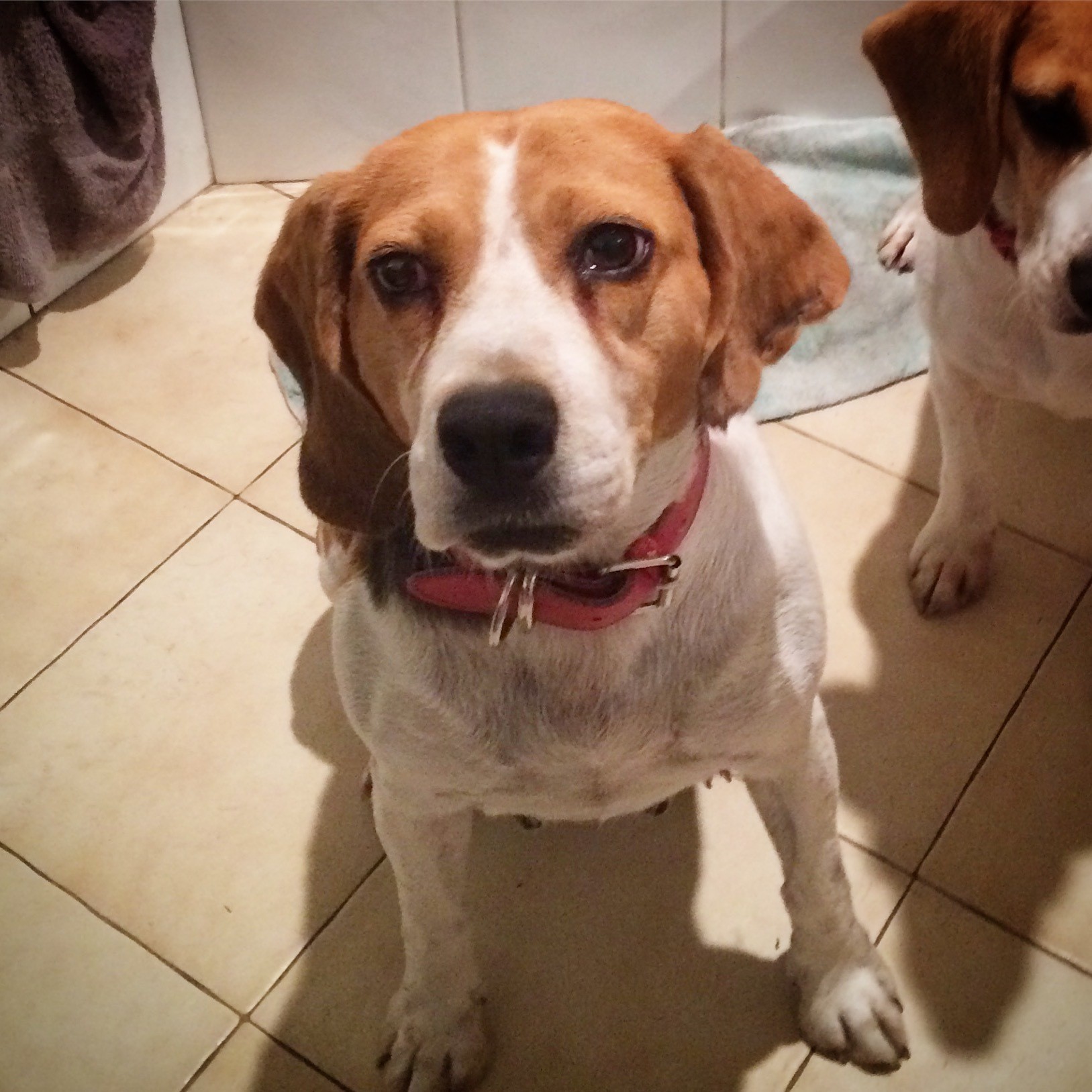 Sally - Medium Female Beagle Dog in VIC - PetRescue
