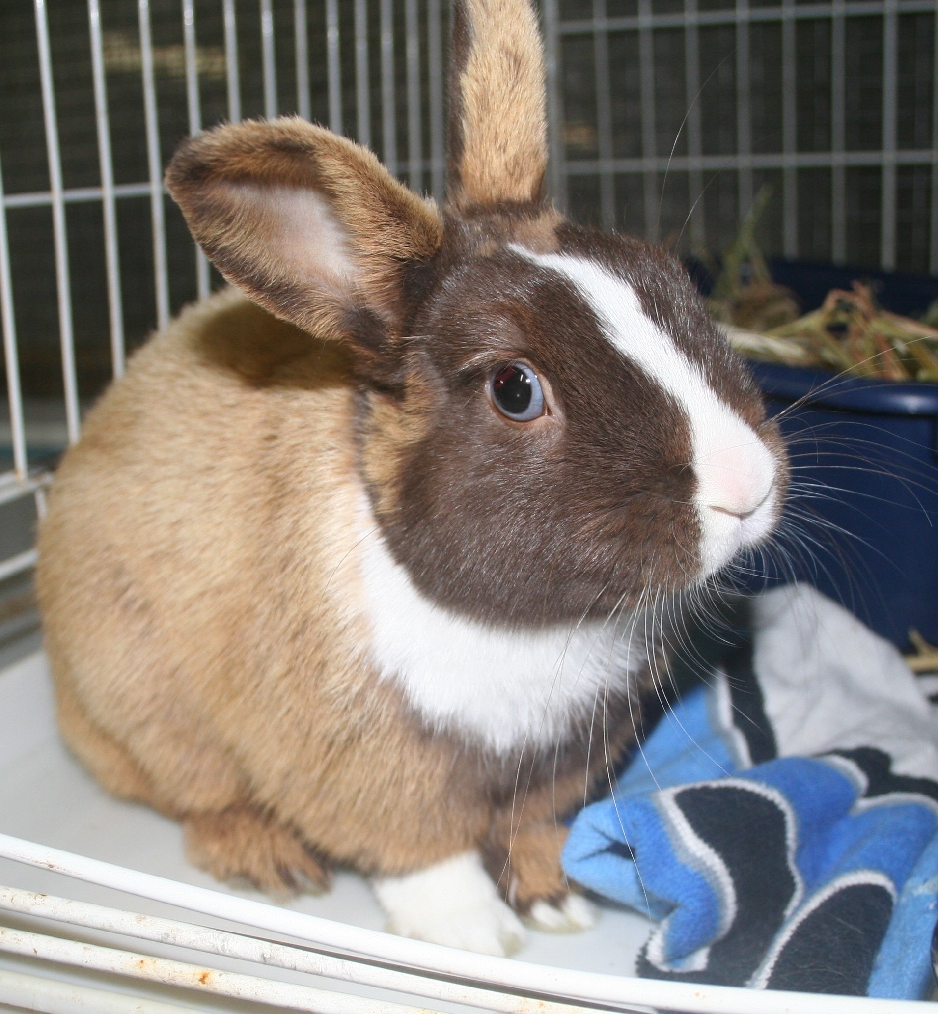 Victory - Male Dutch Mix Rabbit in VIC - PetRescue