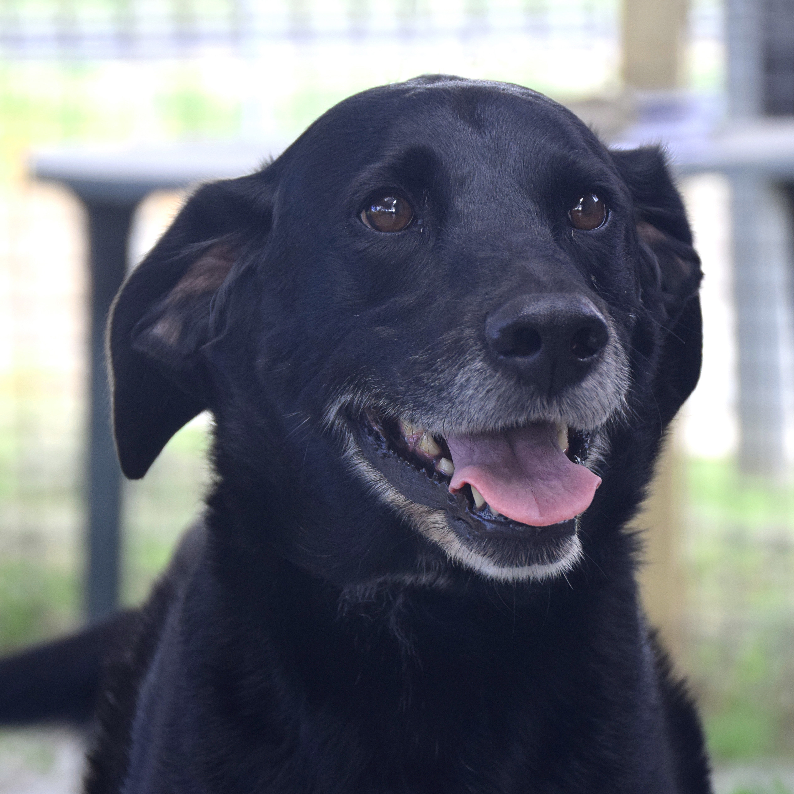 Lilly ID:35712 - Medium Female Labradoodle x Pointer Mix Dog in VIC ...