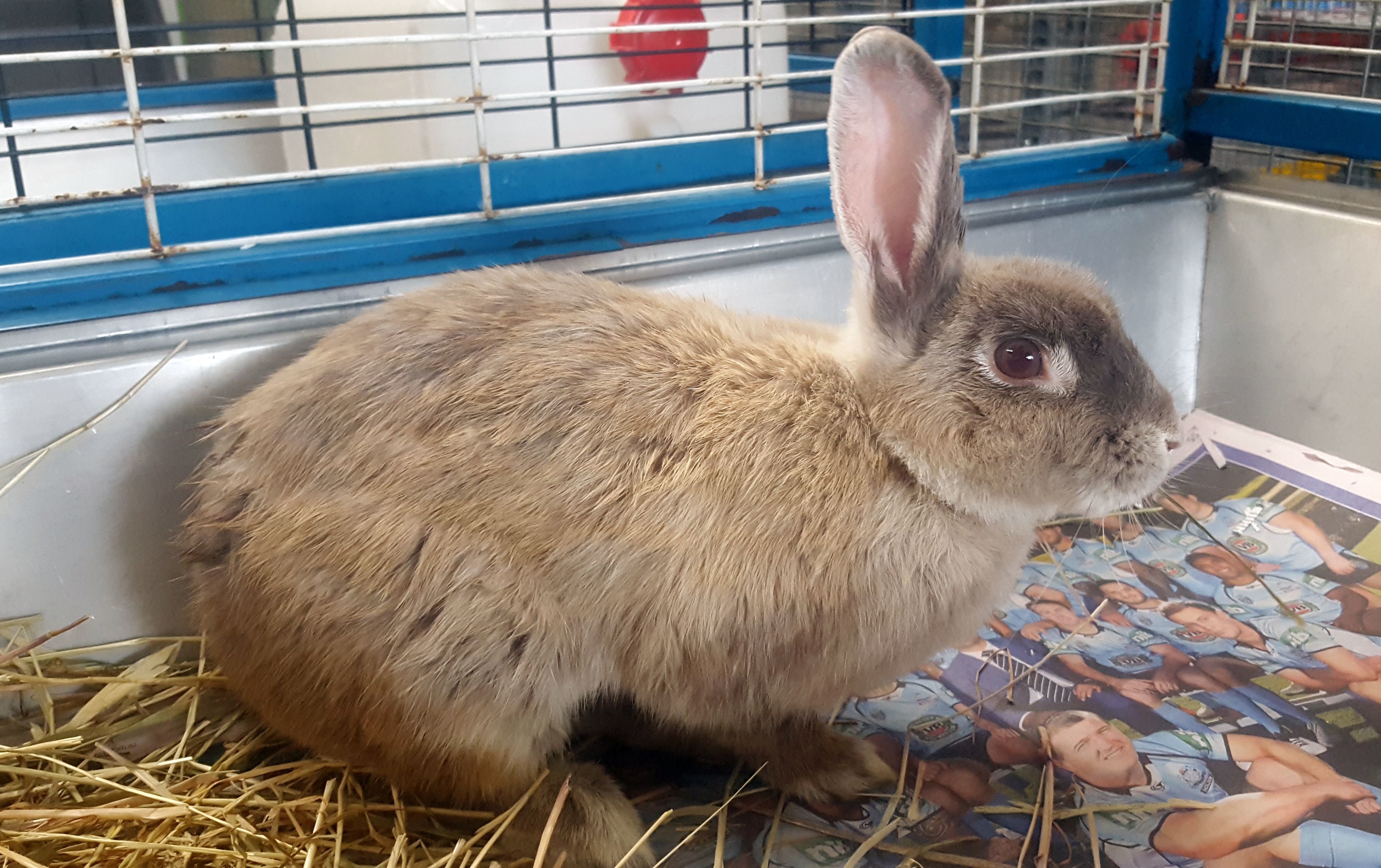 Lilac - Female Rabbit Mix Rabbit in NSW - PetRescue