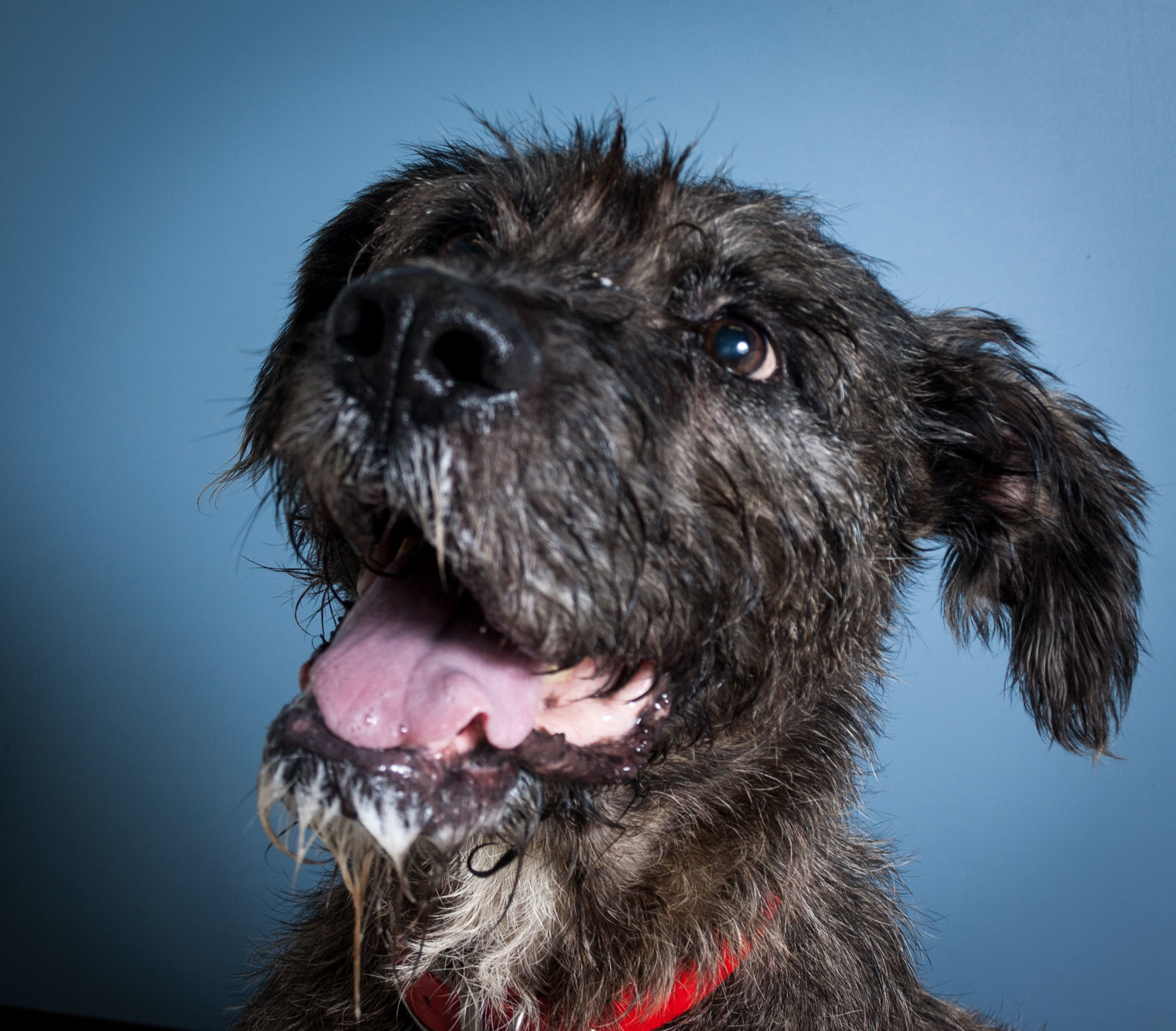Spike - Large Male Boxer x Irish Wolfhound Mix Dog in QLD - PetRescue