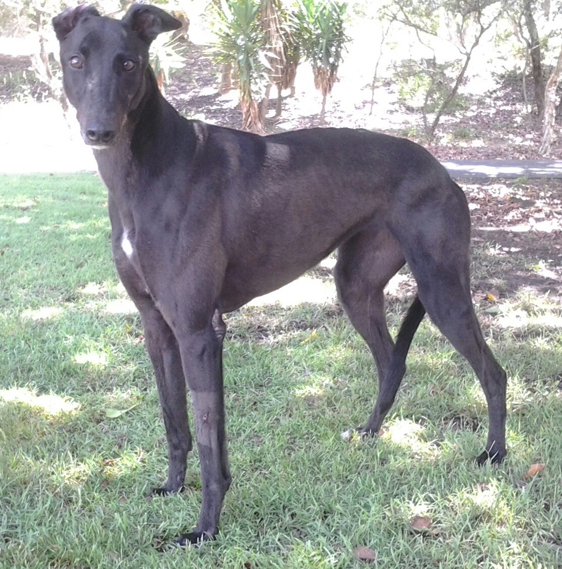 Lady - Large Female Greyhound Dog in NSW - PetRescue