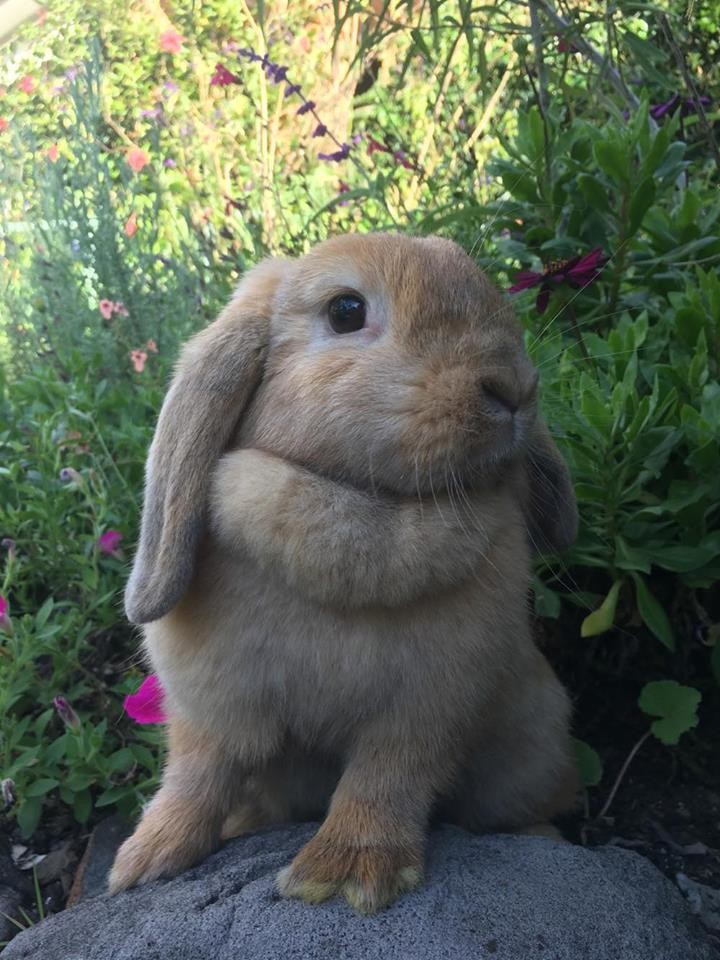 Ash - Female Dwarf Lop Rabbit in NSW - PetRescue