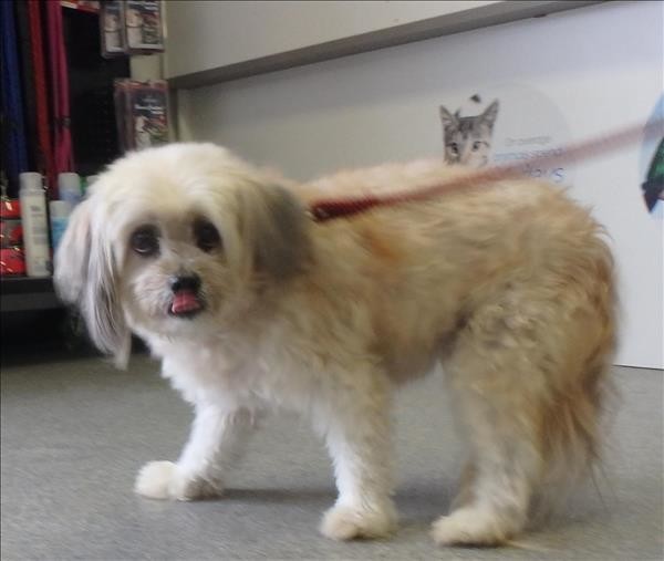 Bella - Small Female Lhasa Apso x Long Hair Chihuahua Mix Dog in QLD ...