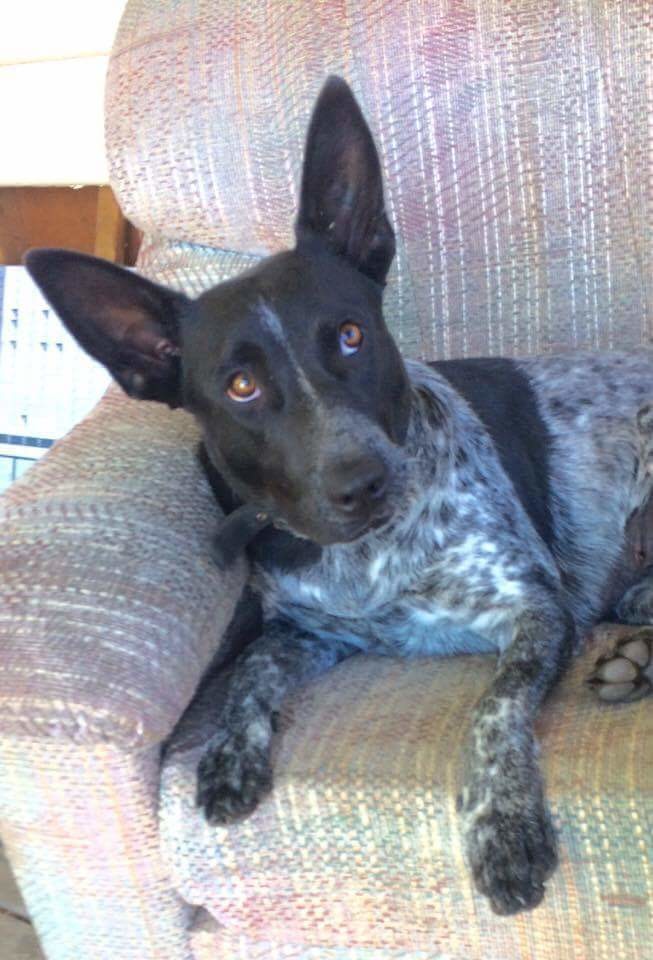 Sheila - Medium Female Smithfield Cattle Dog Dog in VIC - PetRescue