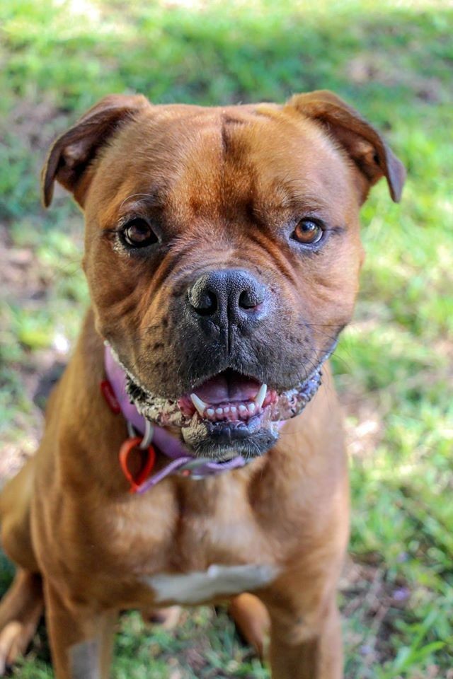 Malaki - Medium Male Boxer Mix Dog in QLD - PetRescue