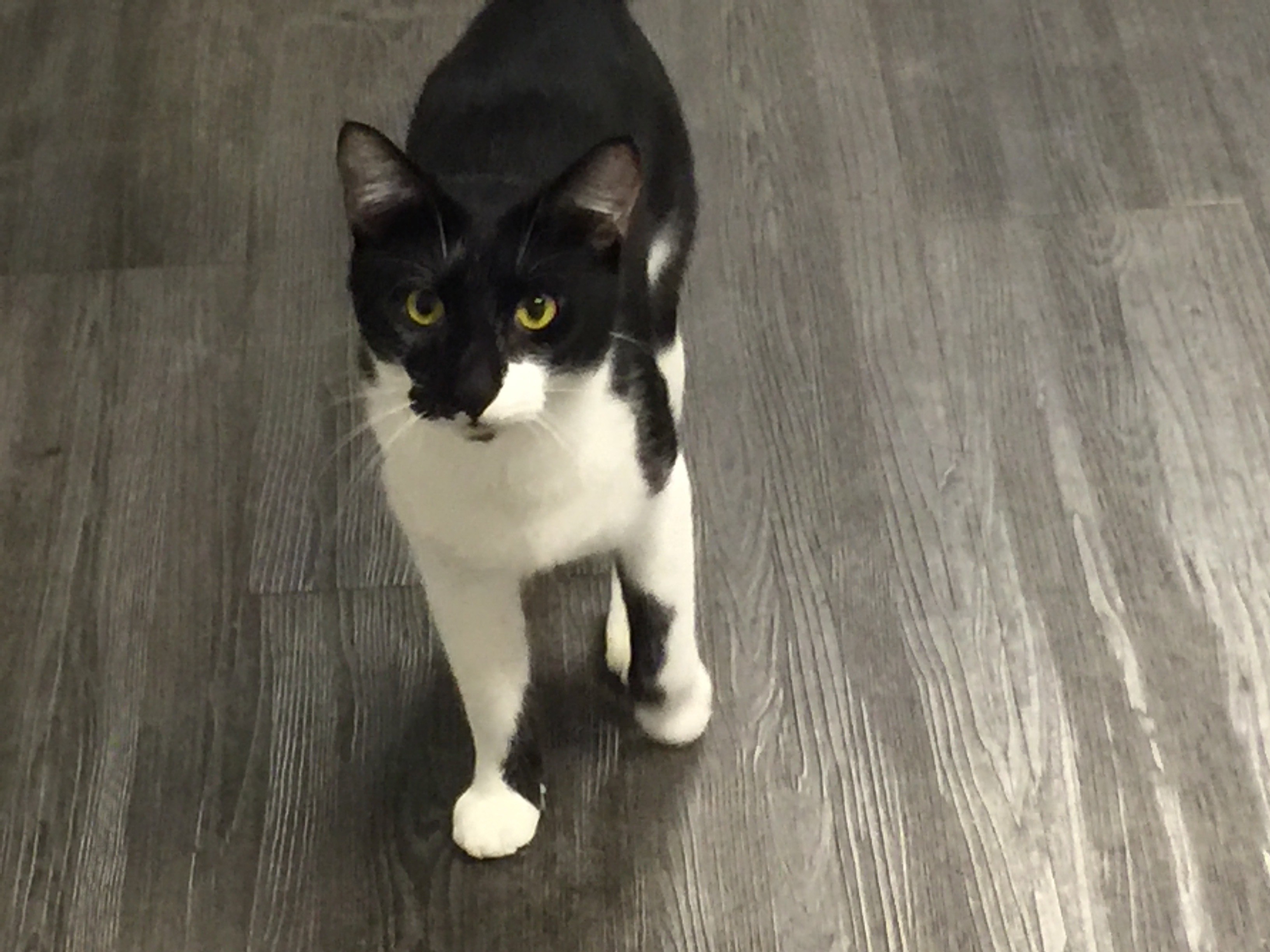 Clooney Zoolander - Male Domestic Short Hair Cat in NSW - PetRescue