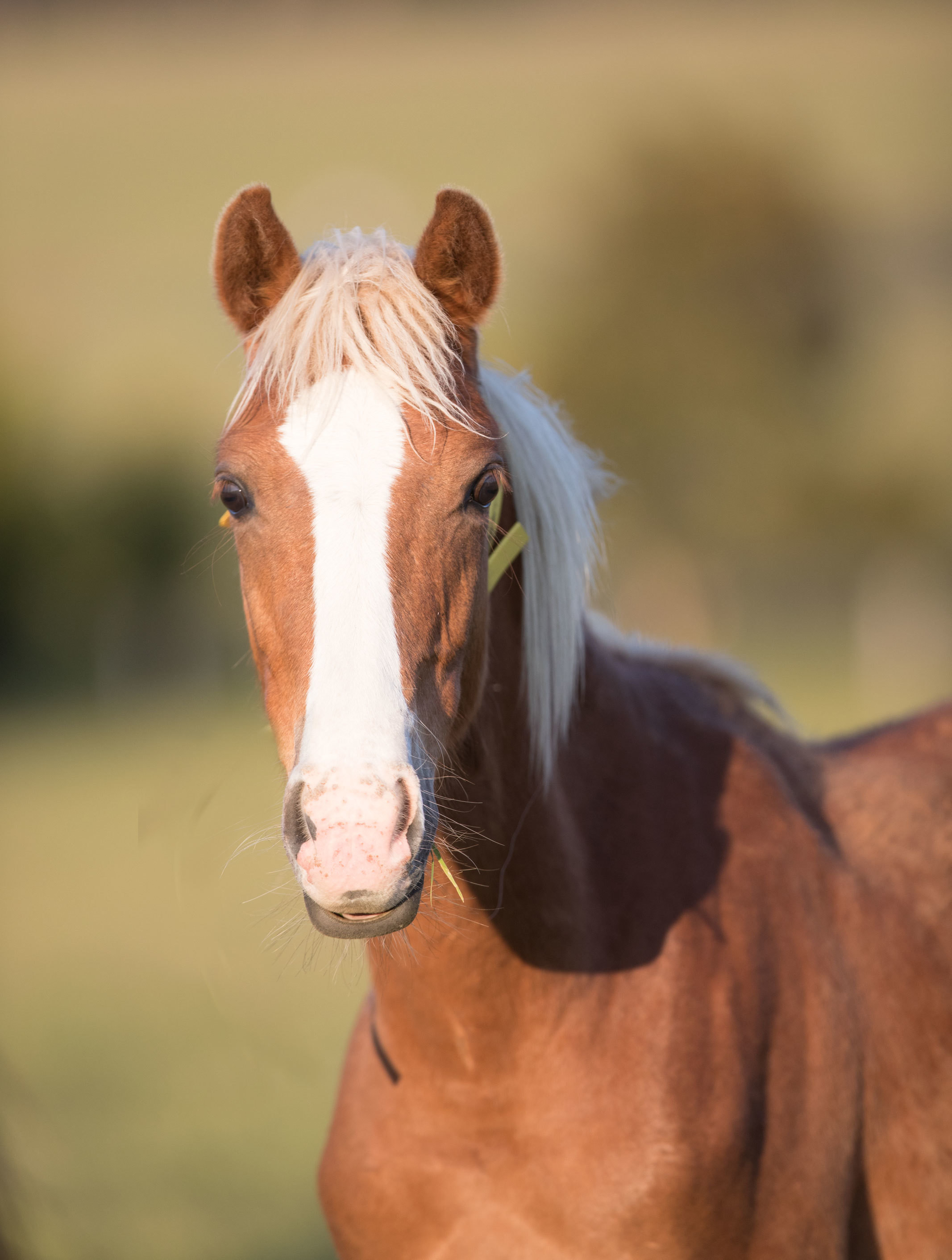 Flax - Male Pony Mix Horse in VIC - PetRescue