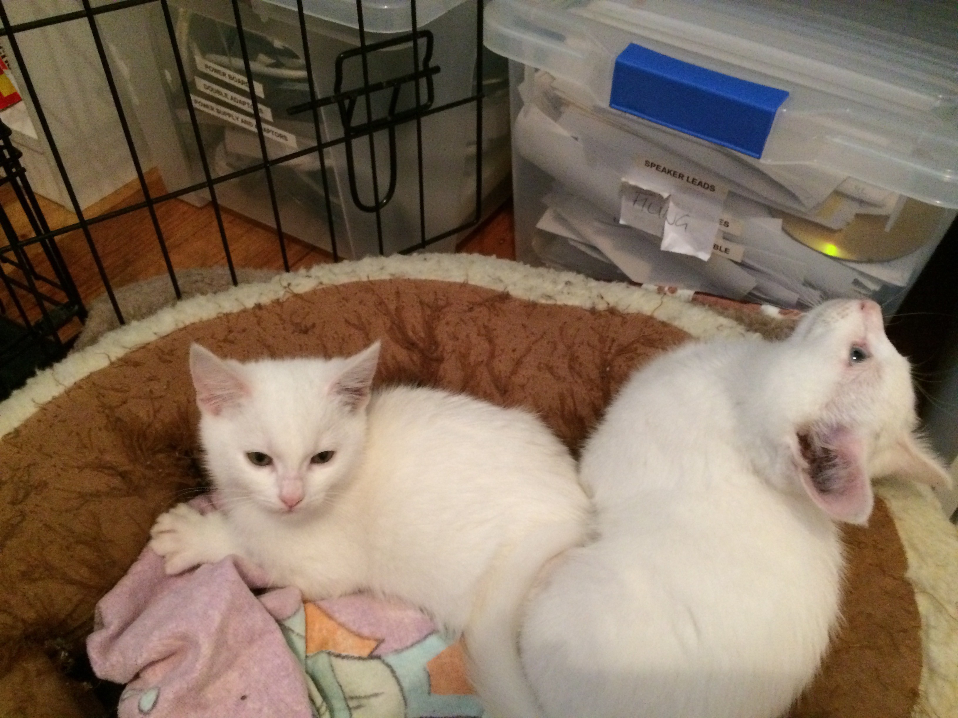 Tootsie Meet Me This Sat @ Best Friends Preston - Female Domestic Short ...