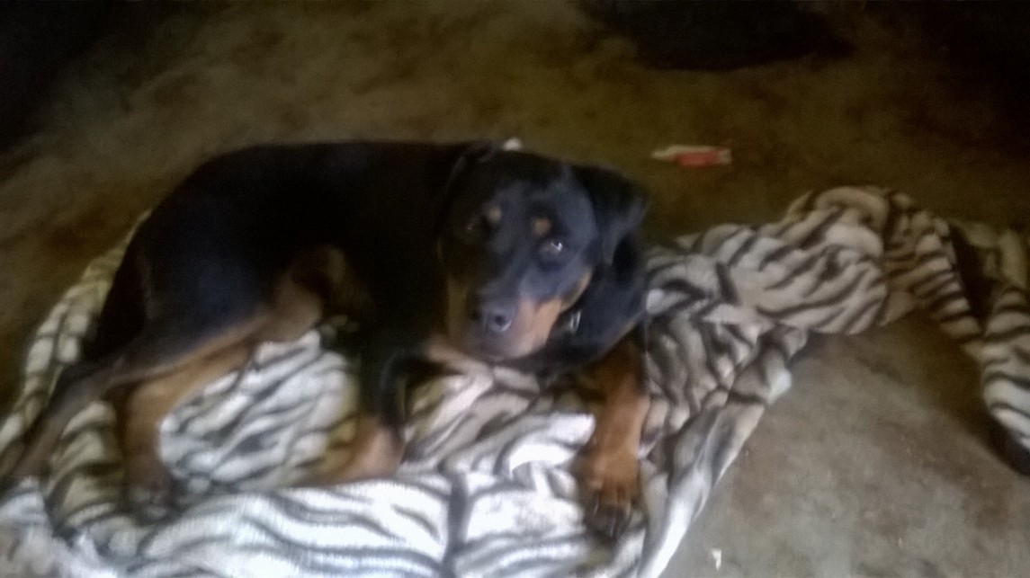 Axel - Large Male Rottweiler Dog in NSW - PetRescue