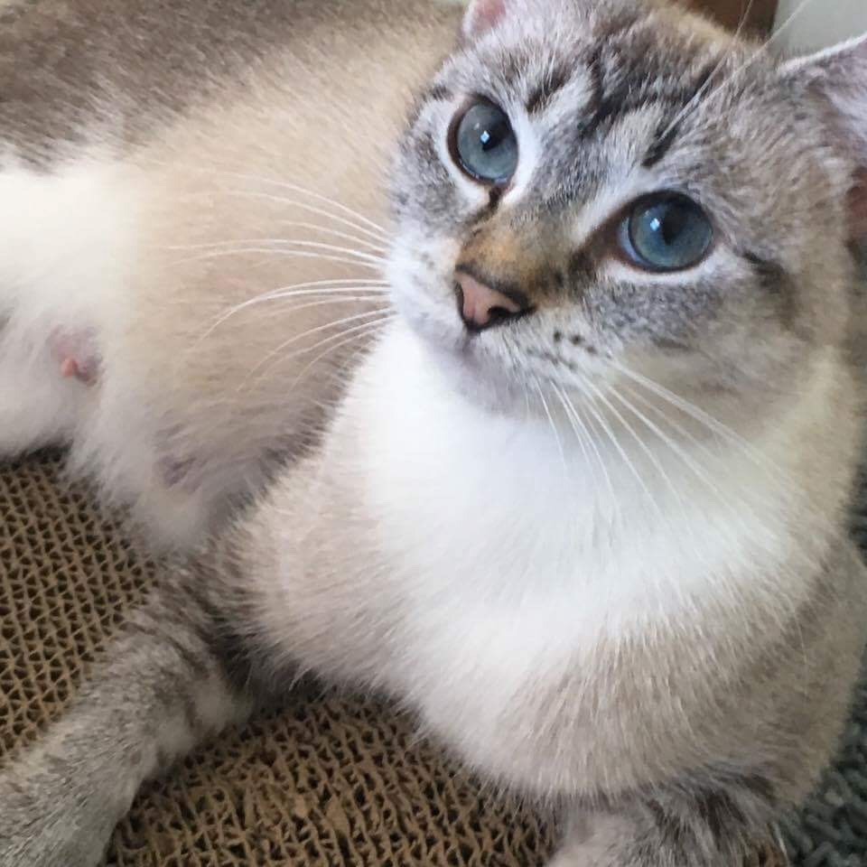 Gypsy - Female Birman Mix Cat in NSW - PetRescue