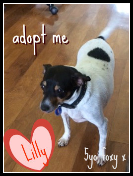 Lilly ~ foxy x, girl (trial with Sparkles 8/5/17) - Small Female Fox ...