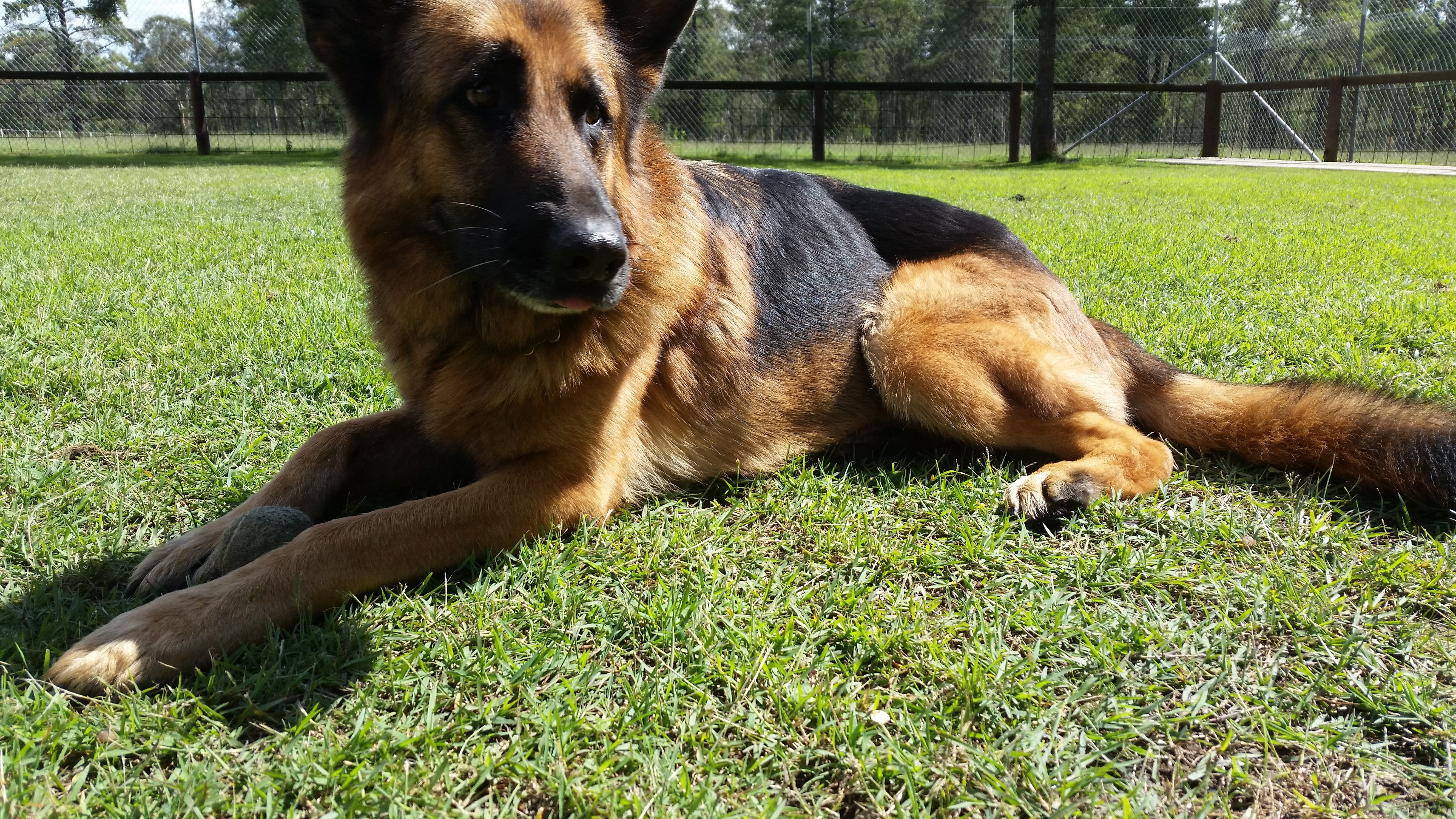 Beau - Large Male German Shepherd Dog in NSW - PetRescue