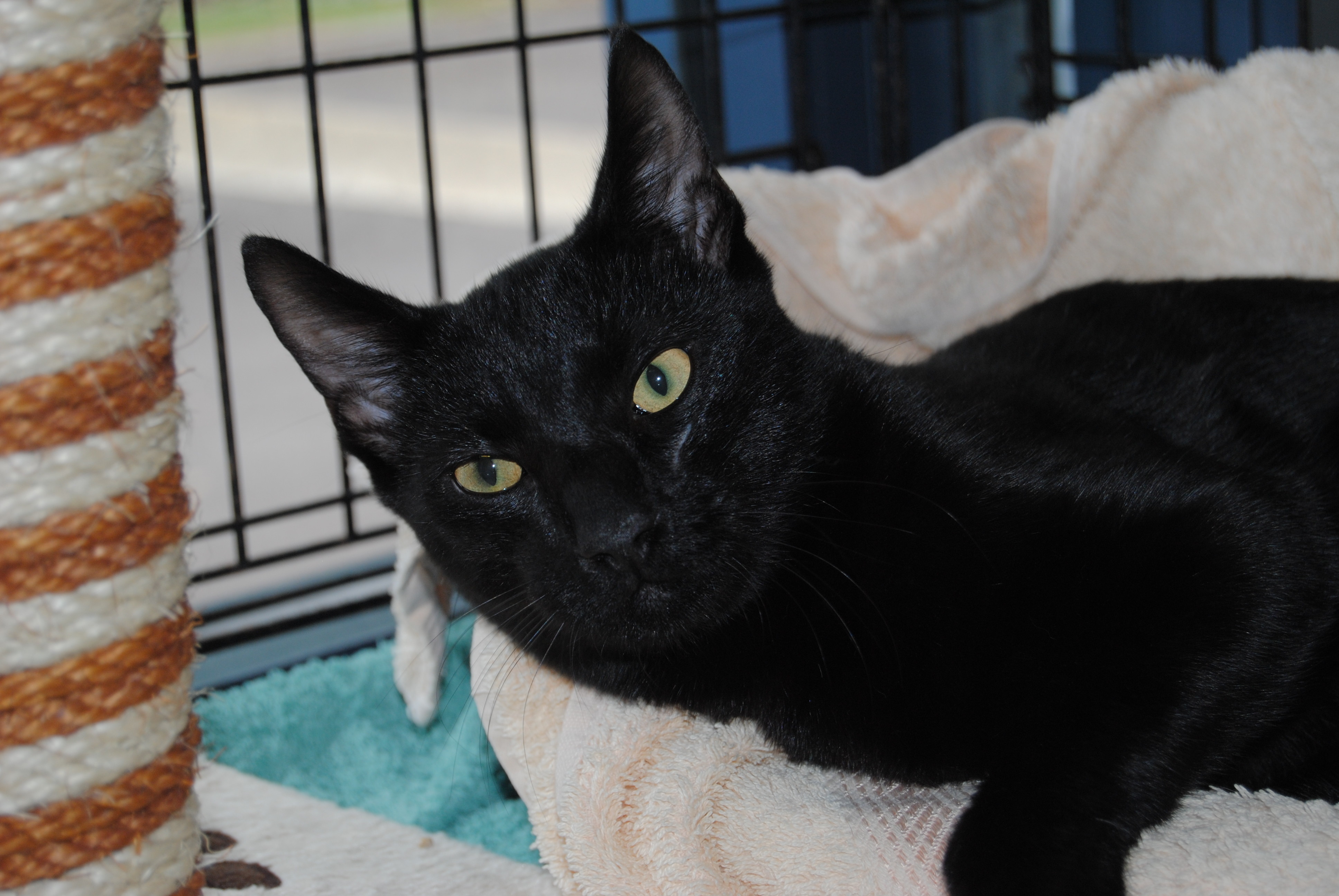 Kato - Male Oriental Mix Cat in QLD - PetRescue