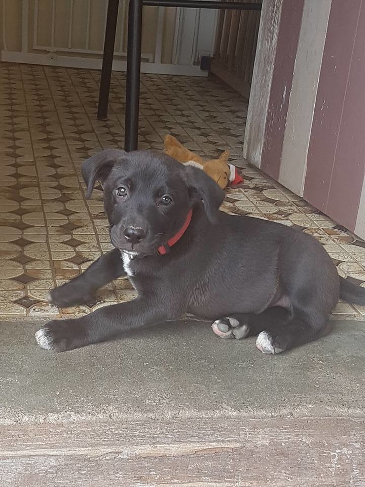 Cale - Large Male Border Collie x Rhodesian Ridgeback Dog in QLD ...