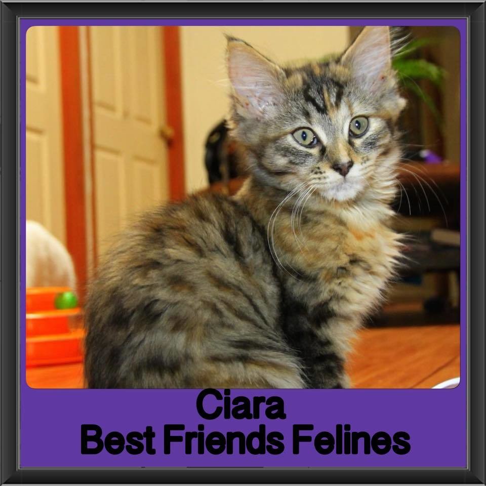 Ciara - Female Domestic Medium Hair Cat in QLD - PetRescue