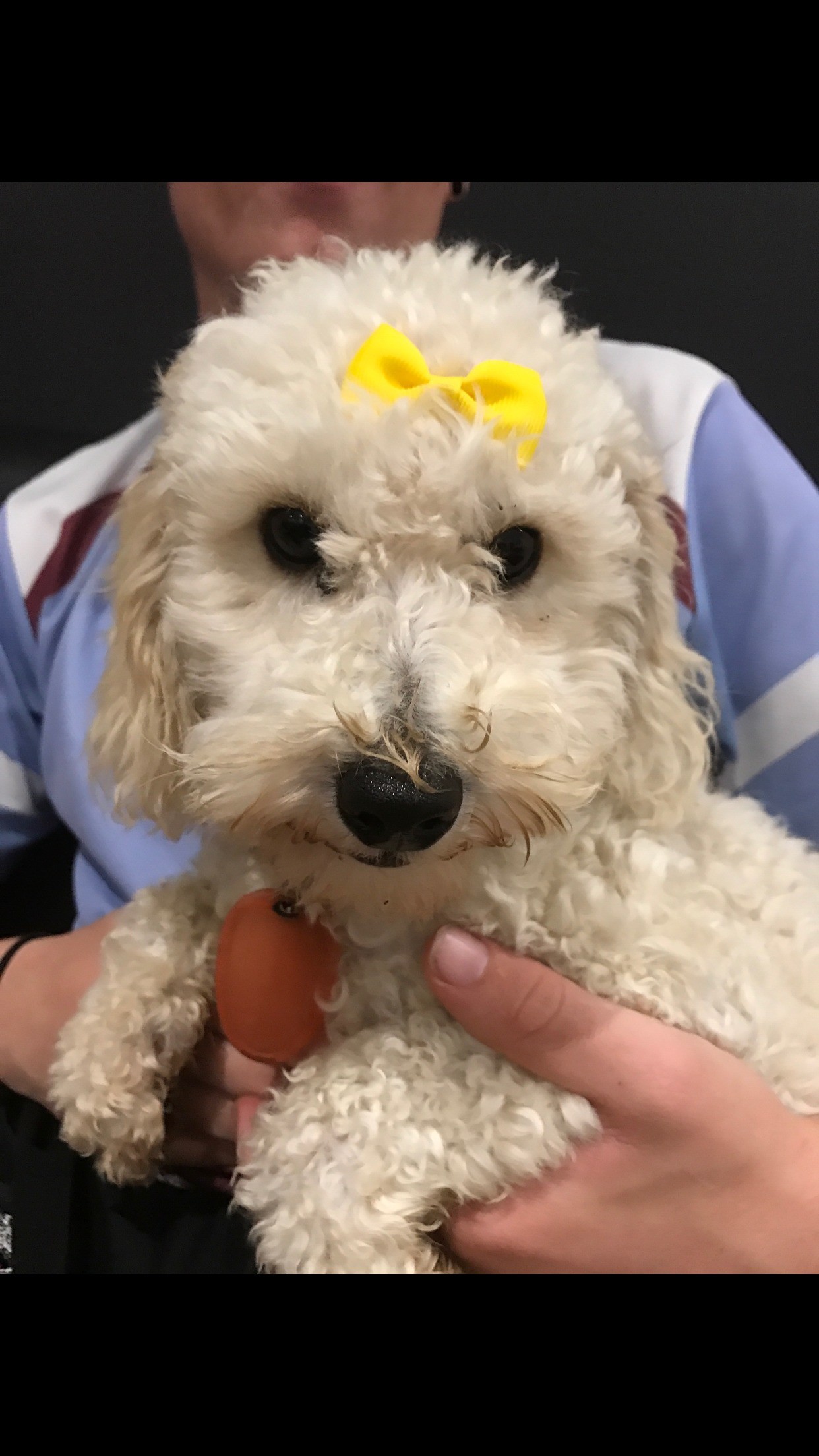 Adele - Small Female Poodle Dog in NSW - PetRescue
