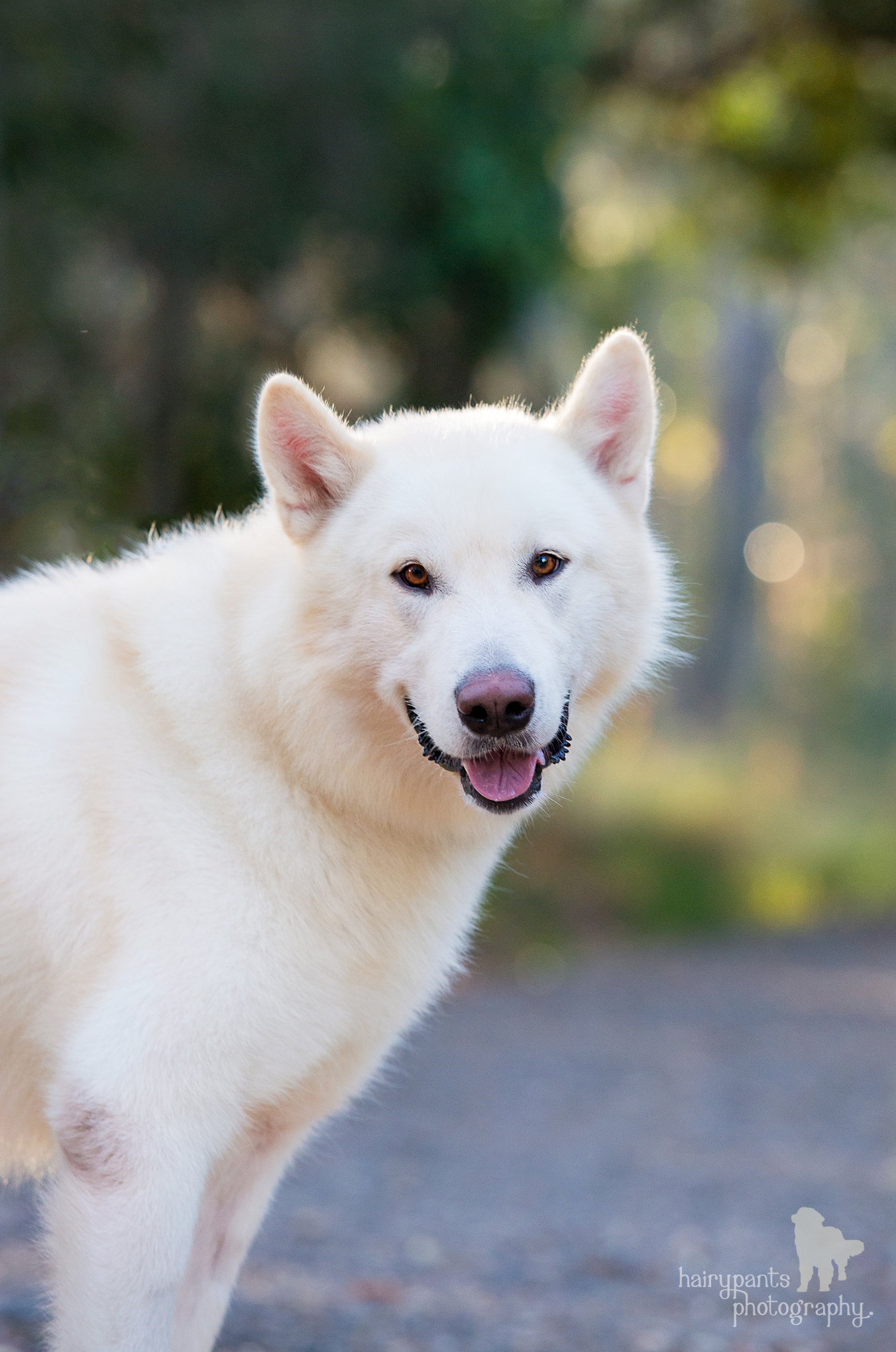 Gizmo - Large Male Alaskan Malamute Dog in QLD - PetRescue