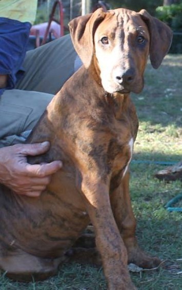 Spike - Medium Male Ridgeback Mix Dog in QLD - PetRescue