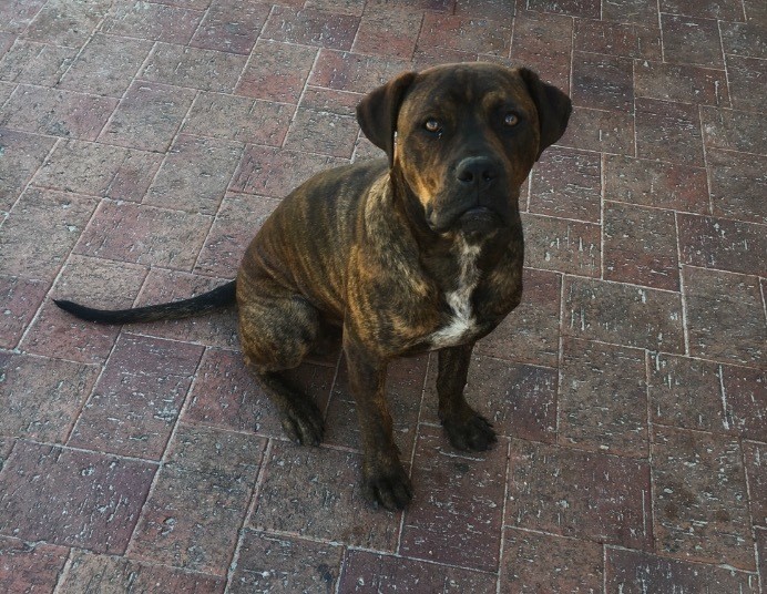 Major - Medium Male Mastiff x Staffy Mix Dog in WA - PetRescue
