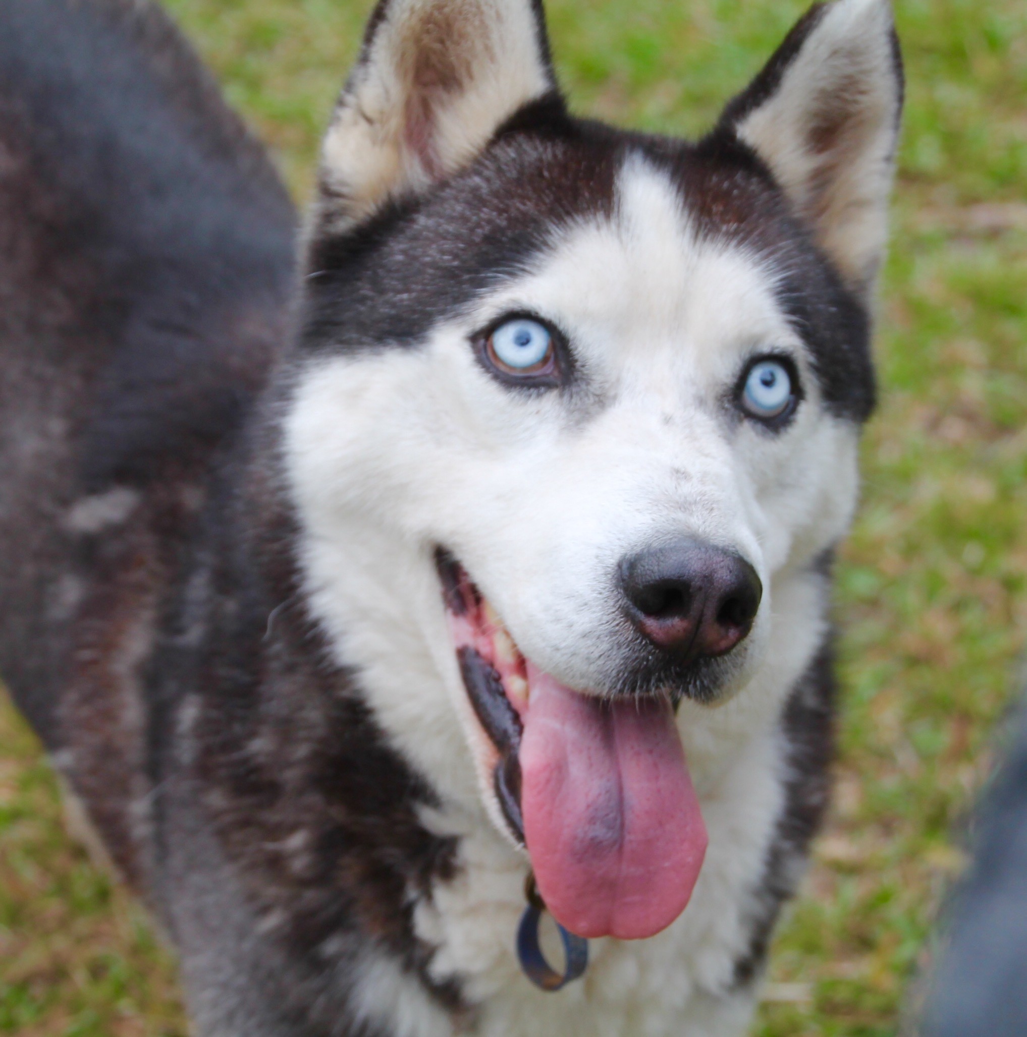 Shane - Medium Male Siberian Husky Dog in NSW - PetRescue
