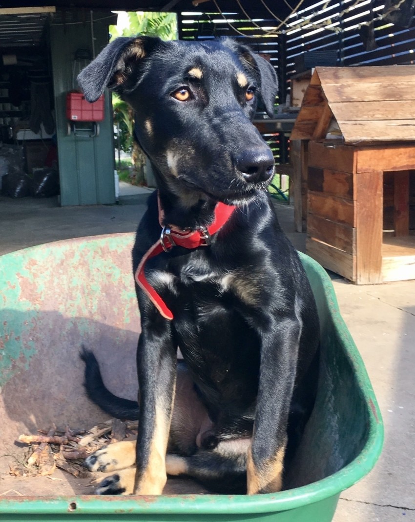 Opi - Medium Male Kelpie Mix Dog in NSW - PetRescue