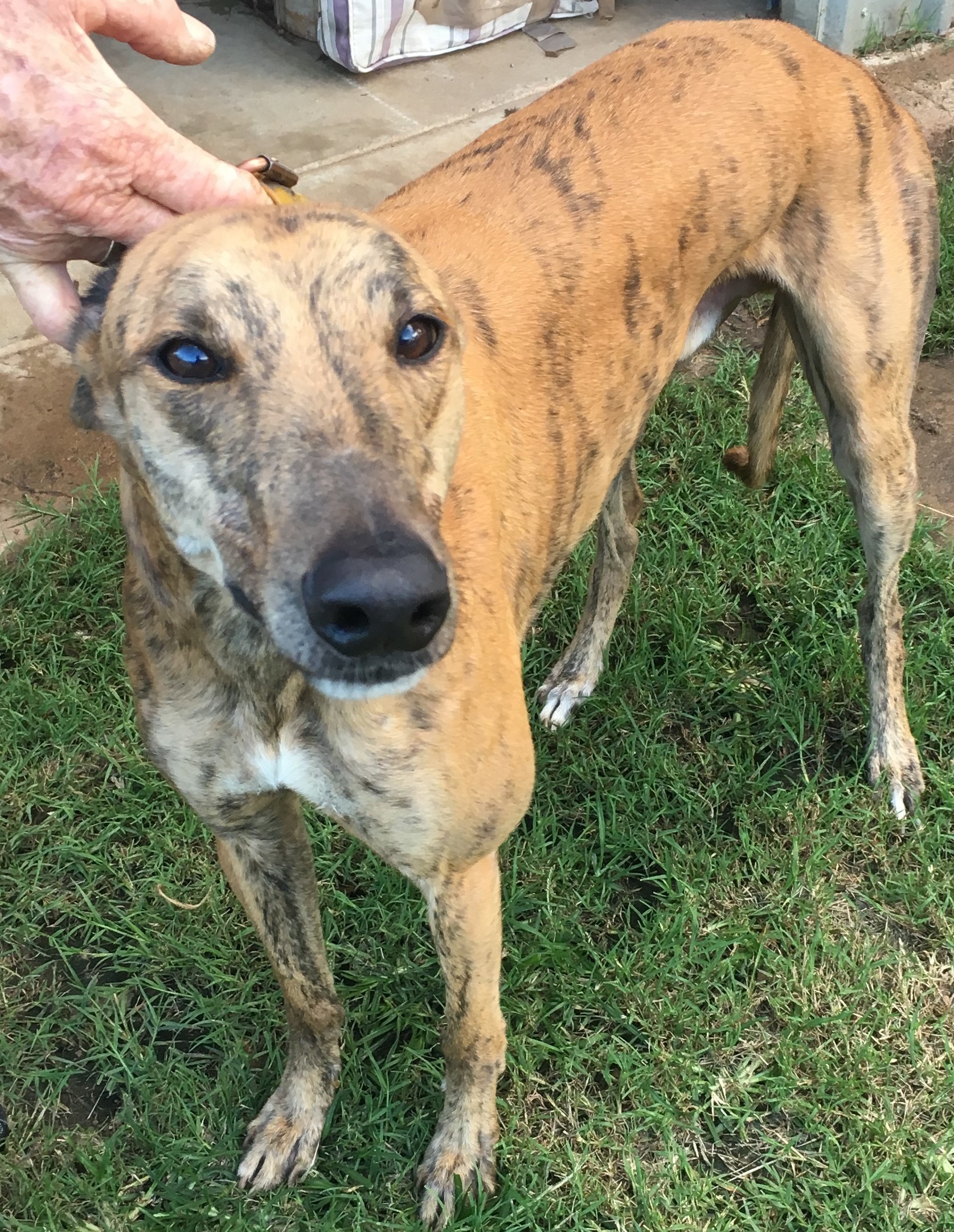 Sandy - Medium Female Greyhound Dog in QLD - PetRescue