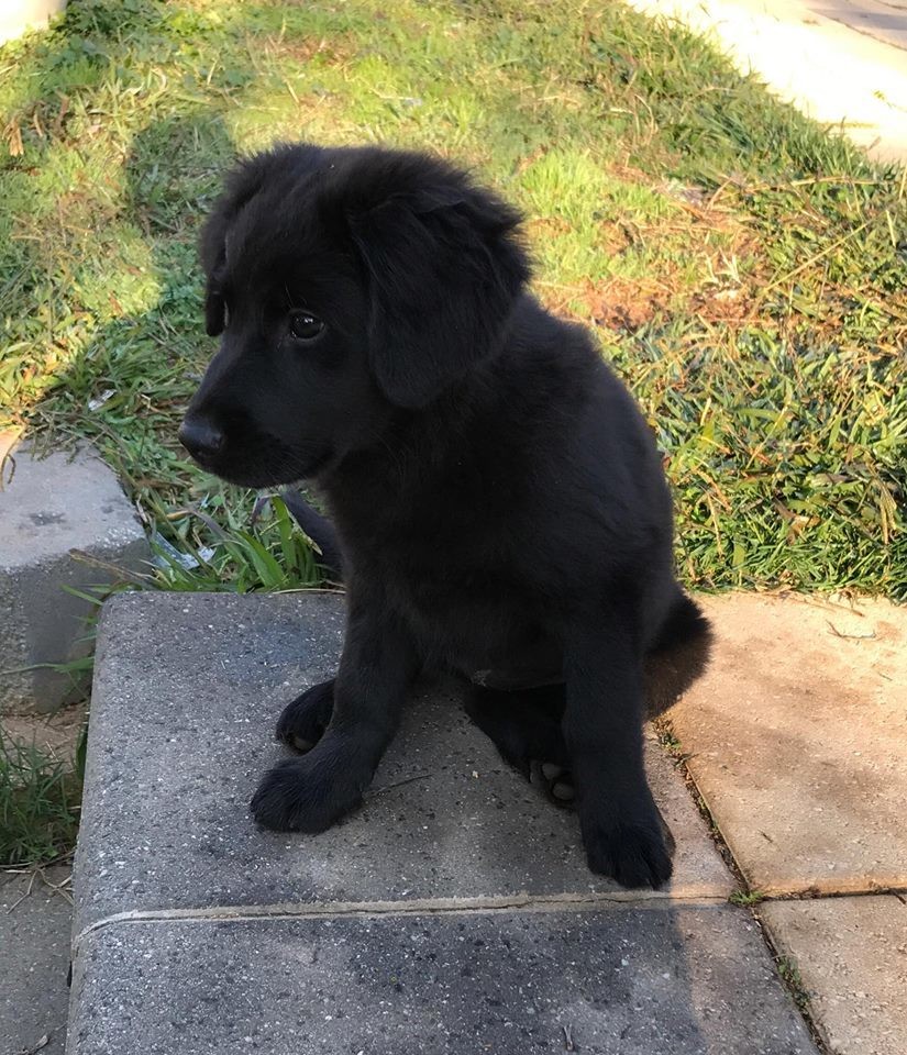 Luna - Large Female Labrador x Maremma Sheepdog Dog in VIC - PetRescue