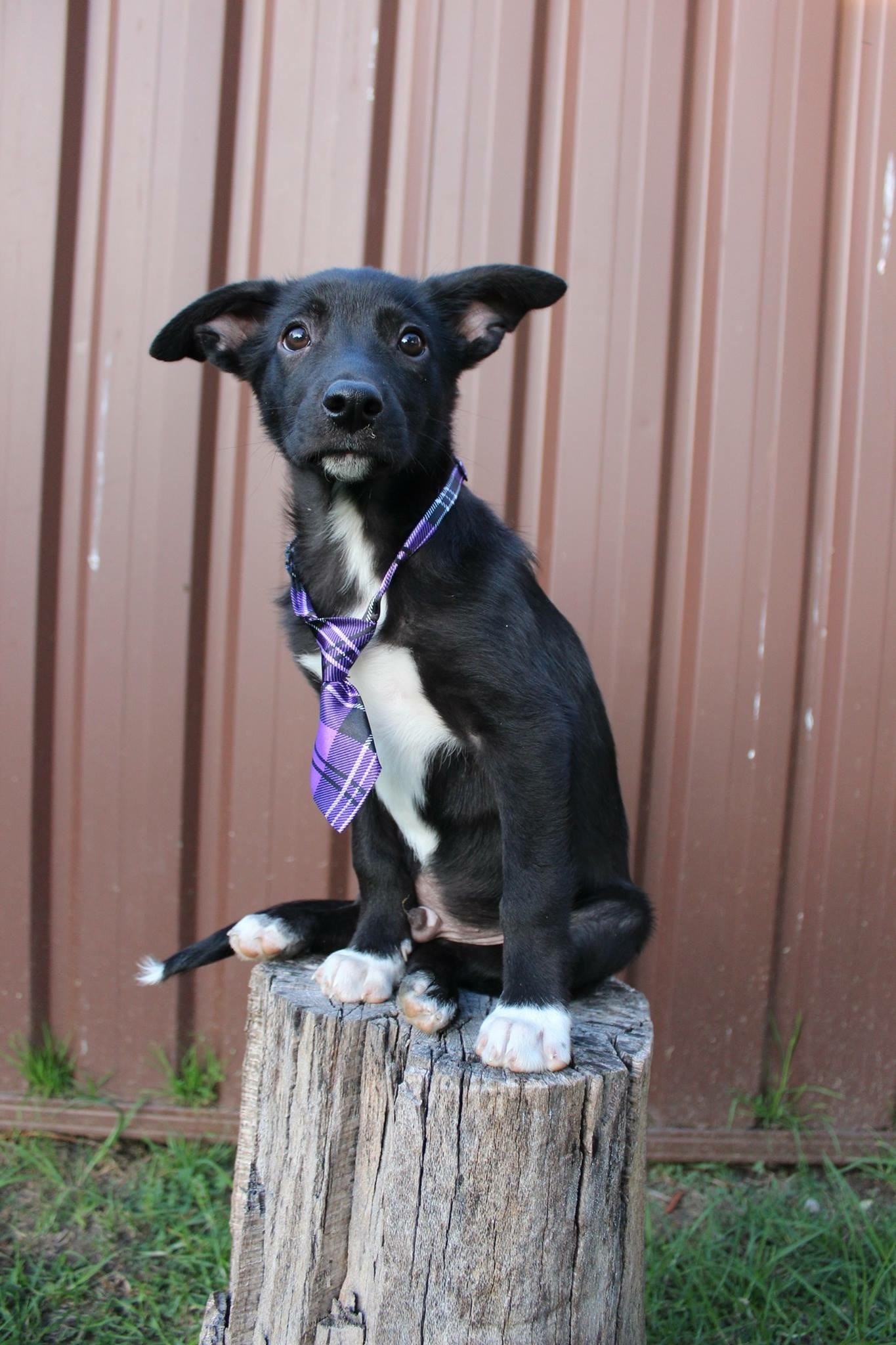 Nipper - Medium Male Kelpie x Koolie Dog in NSW - PetRescue