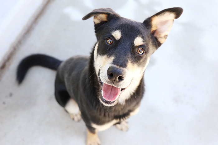 Harry 29016 - Medium Male Alaskan Malamute x Rottweiler Mix Dog in NSW ...