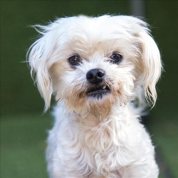 Bubba - Small Male Maltese Terrier Mix Dog in QLD - PetRescue