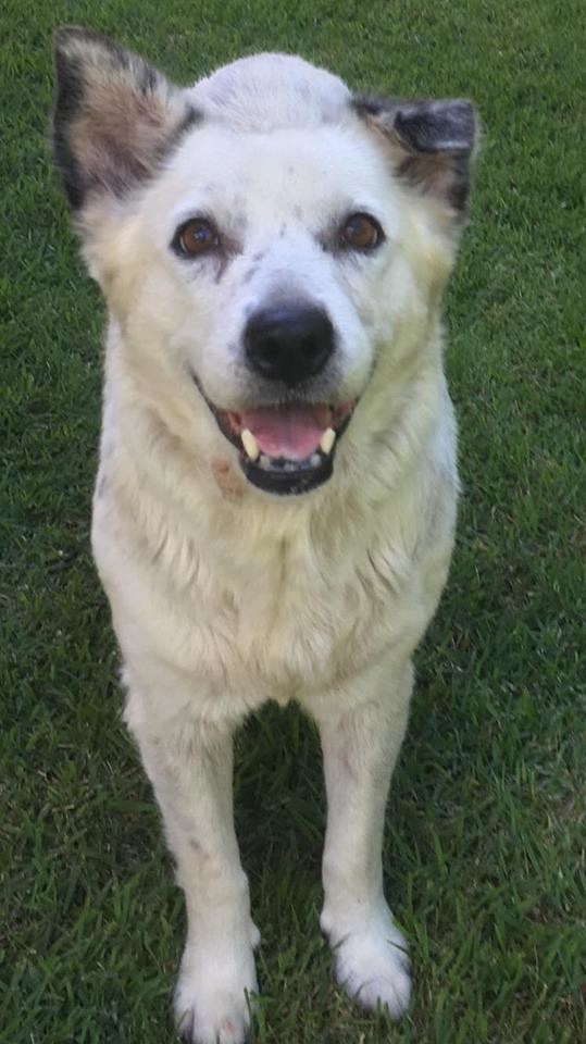 Lacey - Medium Female Border Collie Dog in QLD - PetRescue