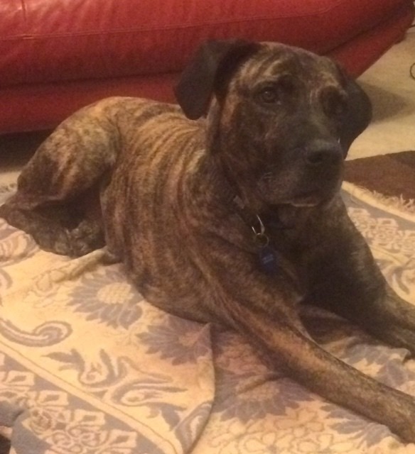 Bruno - Large Male Great Dane x Rhodesian Ridgeback Dog in VIC - PetRescue