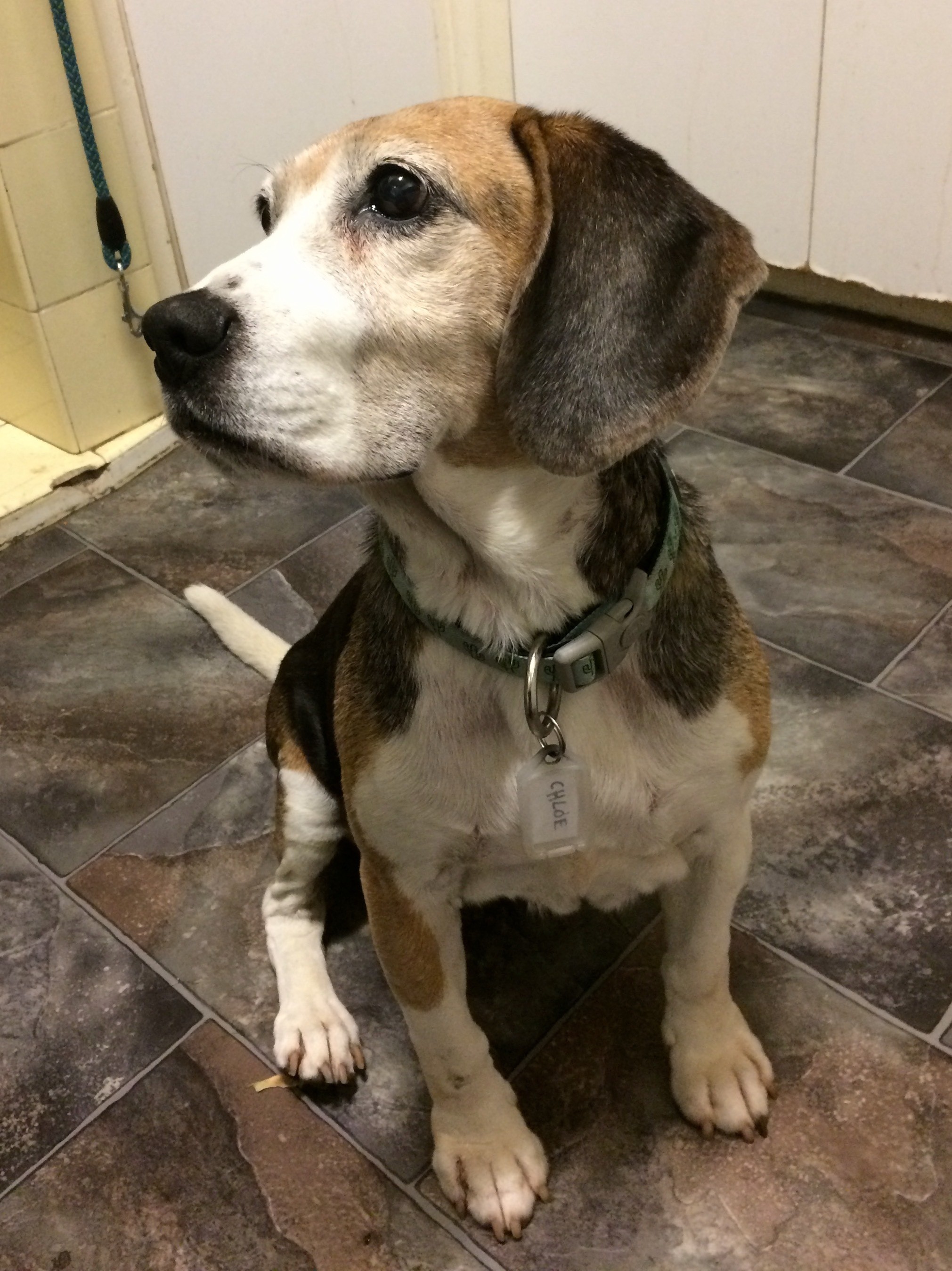 Beagle Rescue