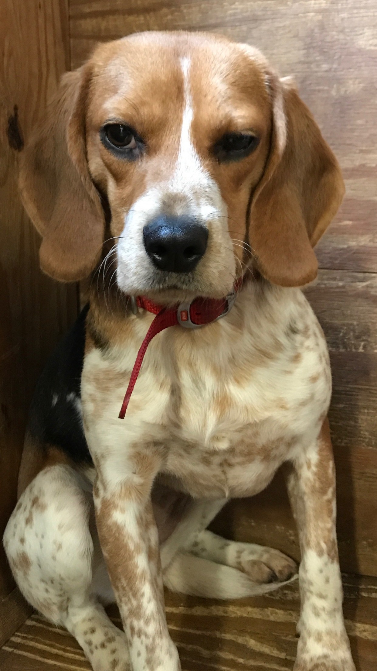 Lily - Medium Female Beagle Dog in VIC - PetRescue