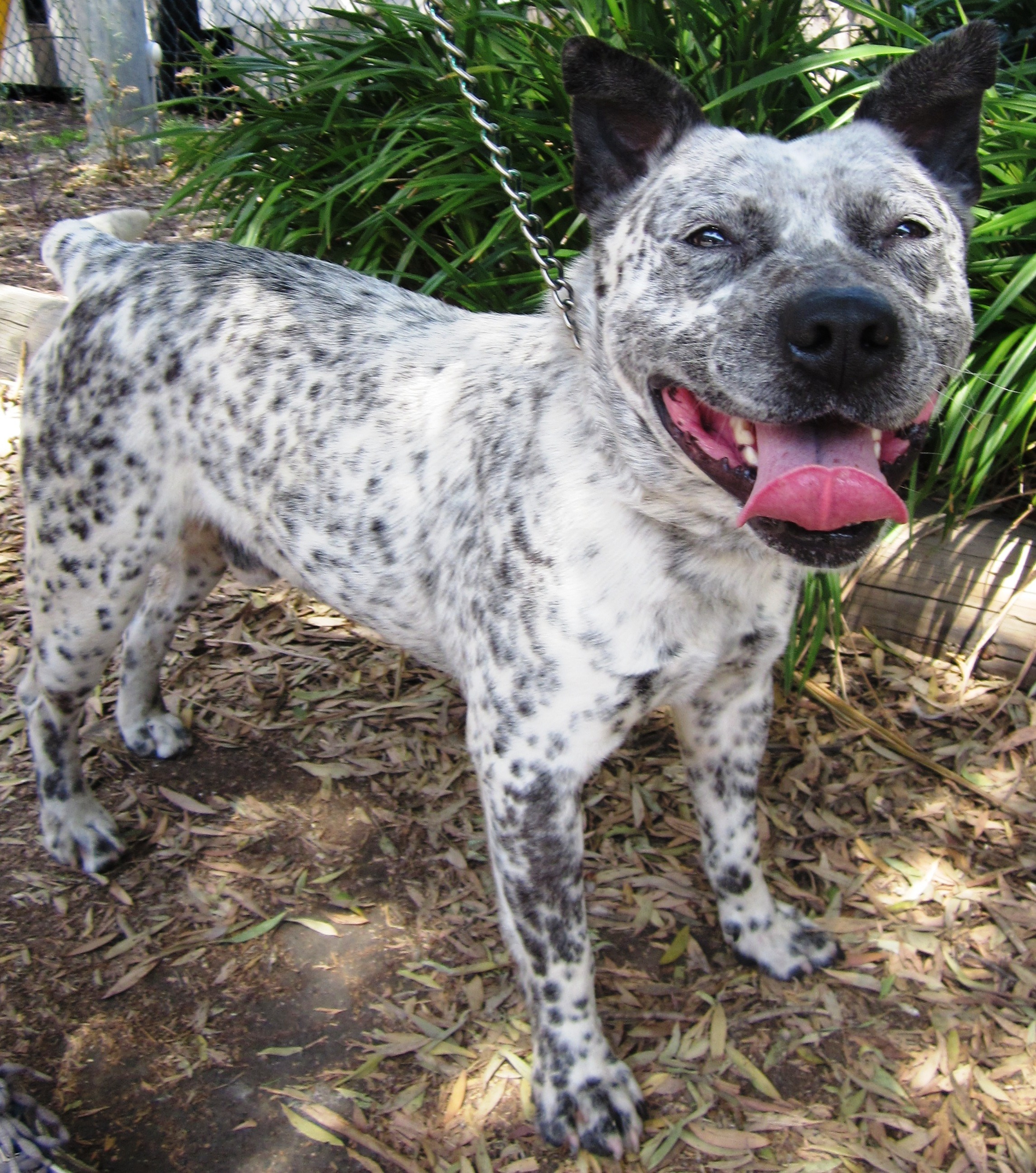 Akama - Medium Male Staffordshire Bull Terrier x Cattle Dog Dog in NSW ...