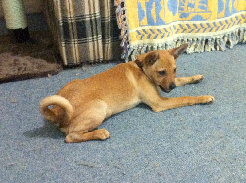 Hamish - Small Male Pomeranian x Fox Terrier Dog in VIC - PetRescue