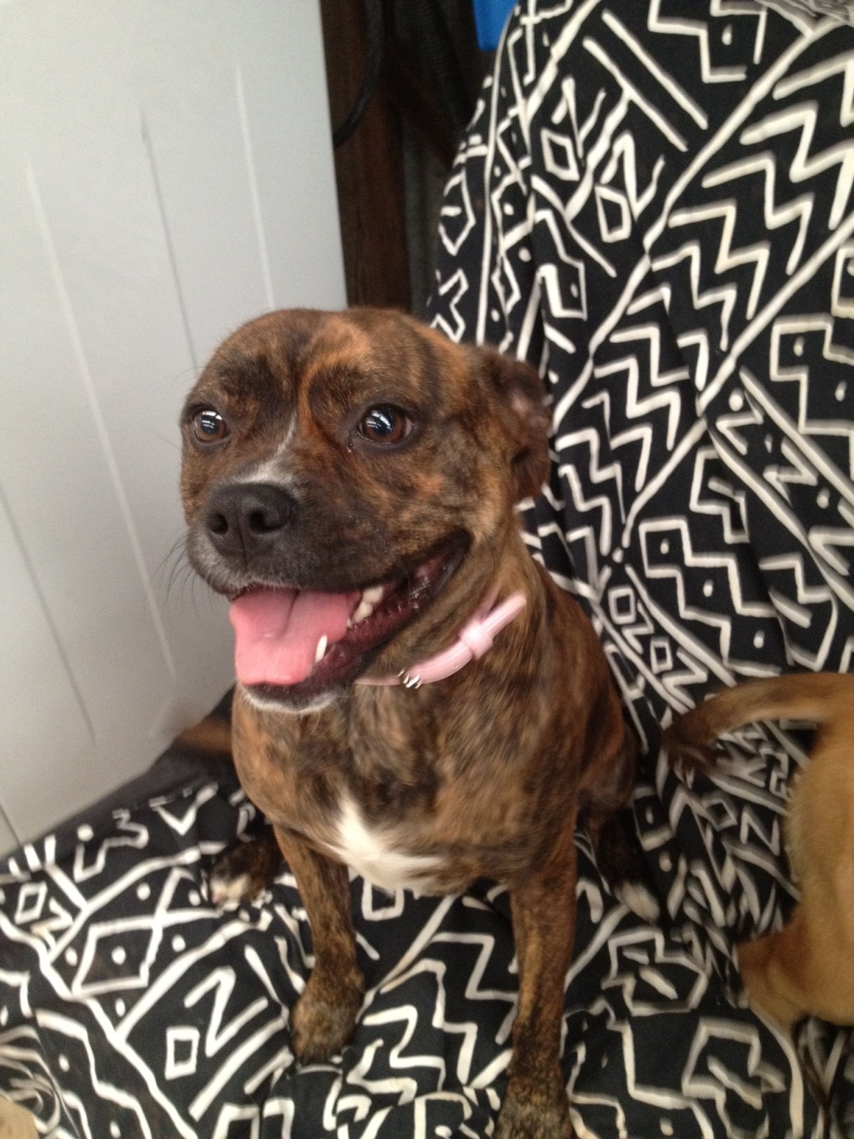 Amber - Small Female Pug x Staffordshire Bull Terrier Mix Dog in WA ...