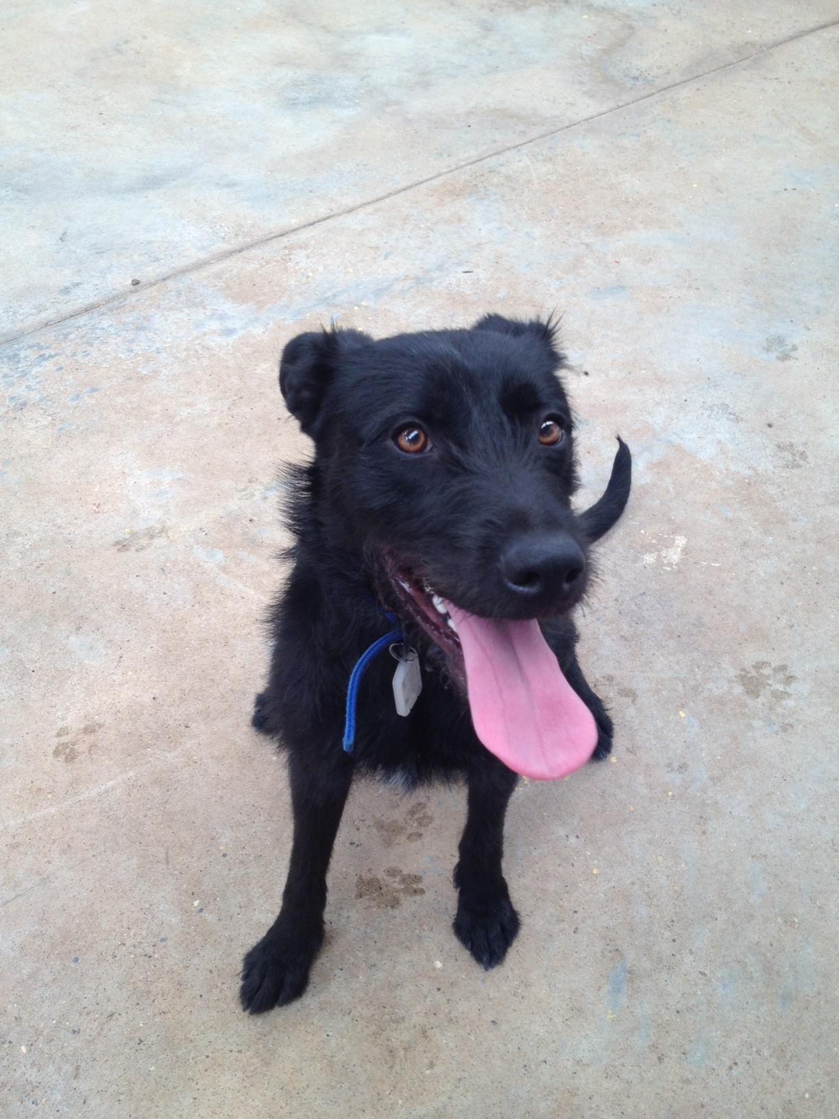 Tara - Large Female Labrador x Irish Wolfhound Mix Dog in WA - PetRescue