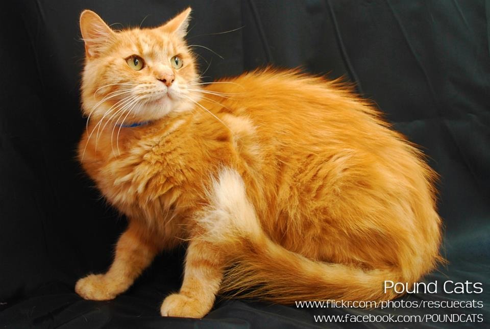 Big Red - Female Cat in NSW - PetRescue