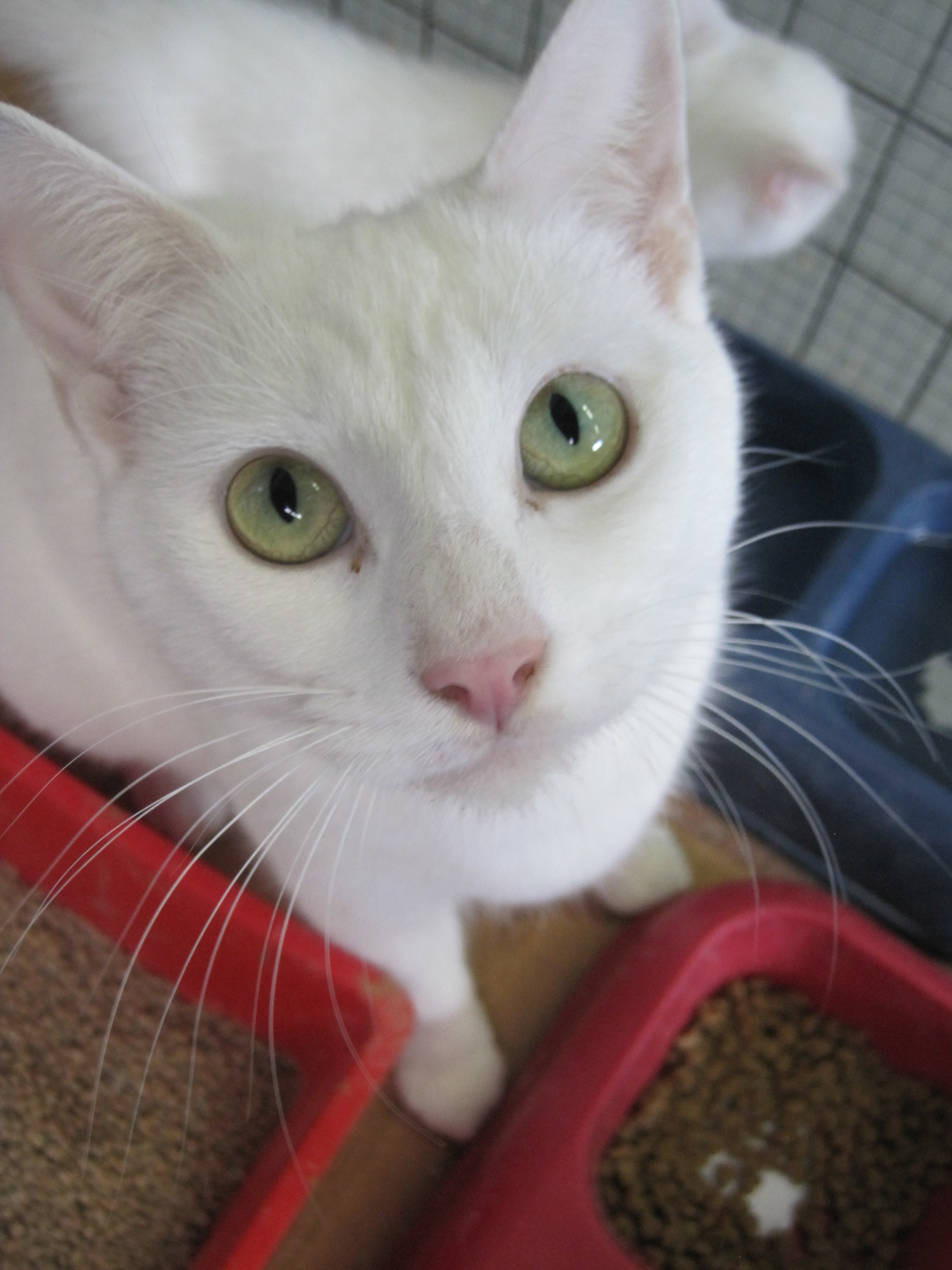 White Adult female cat - Female Cat in VIC - PetRescue